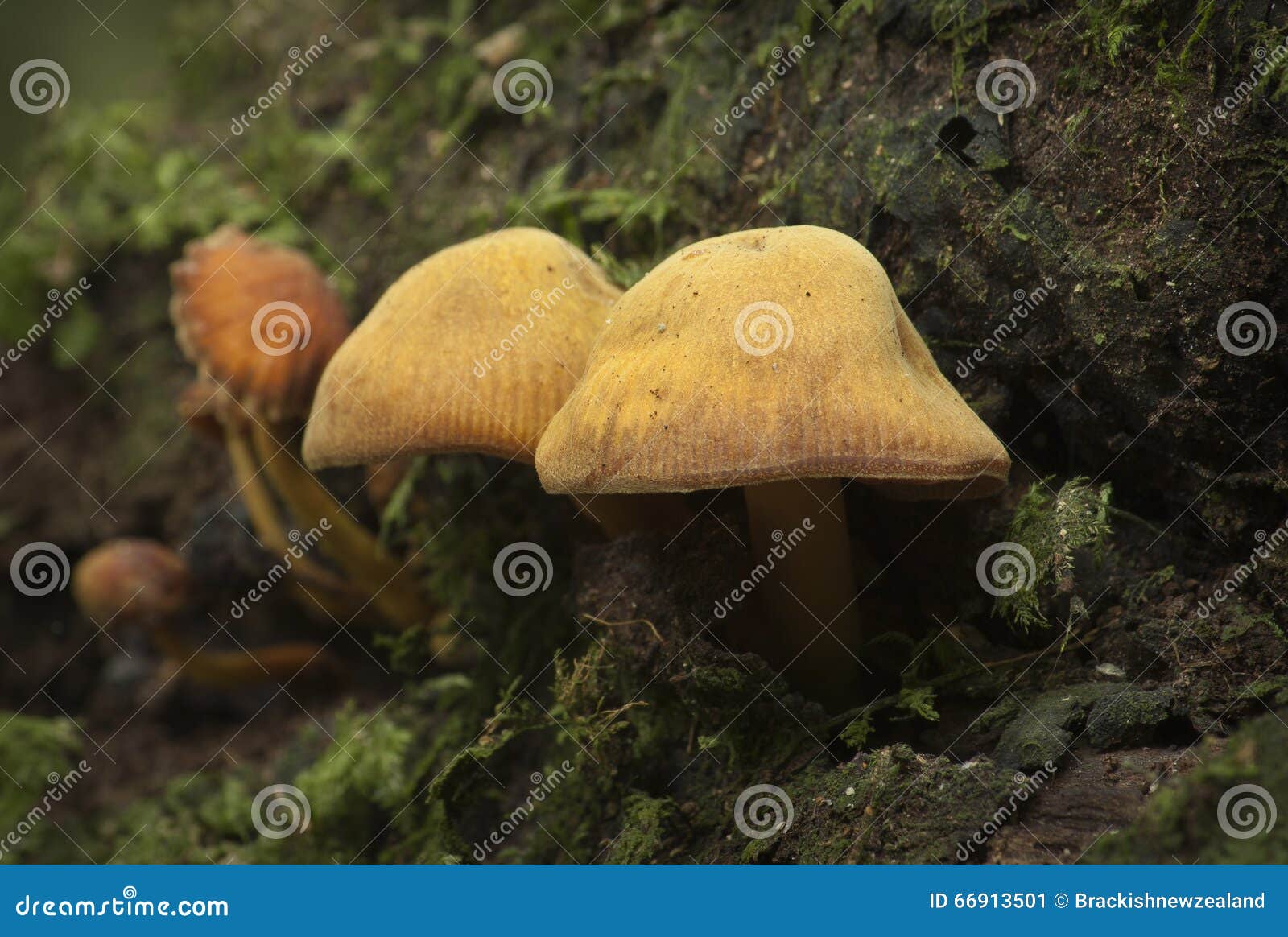 Orange Toadstools stock image. Image of fungi, bush, yellow - 66913501