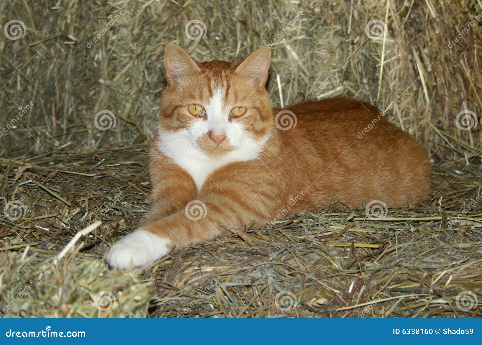 Orange Tom Cat stock photo. Image of barn, farm, orange - 6338160