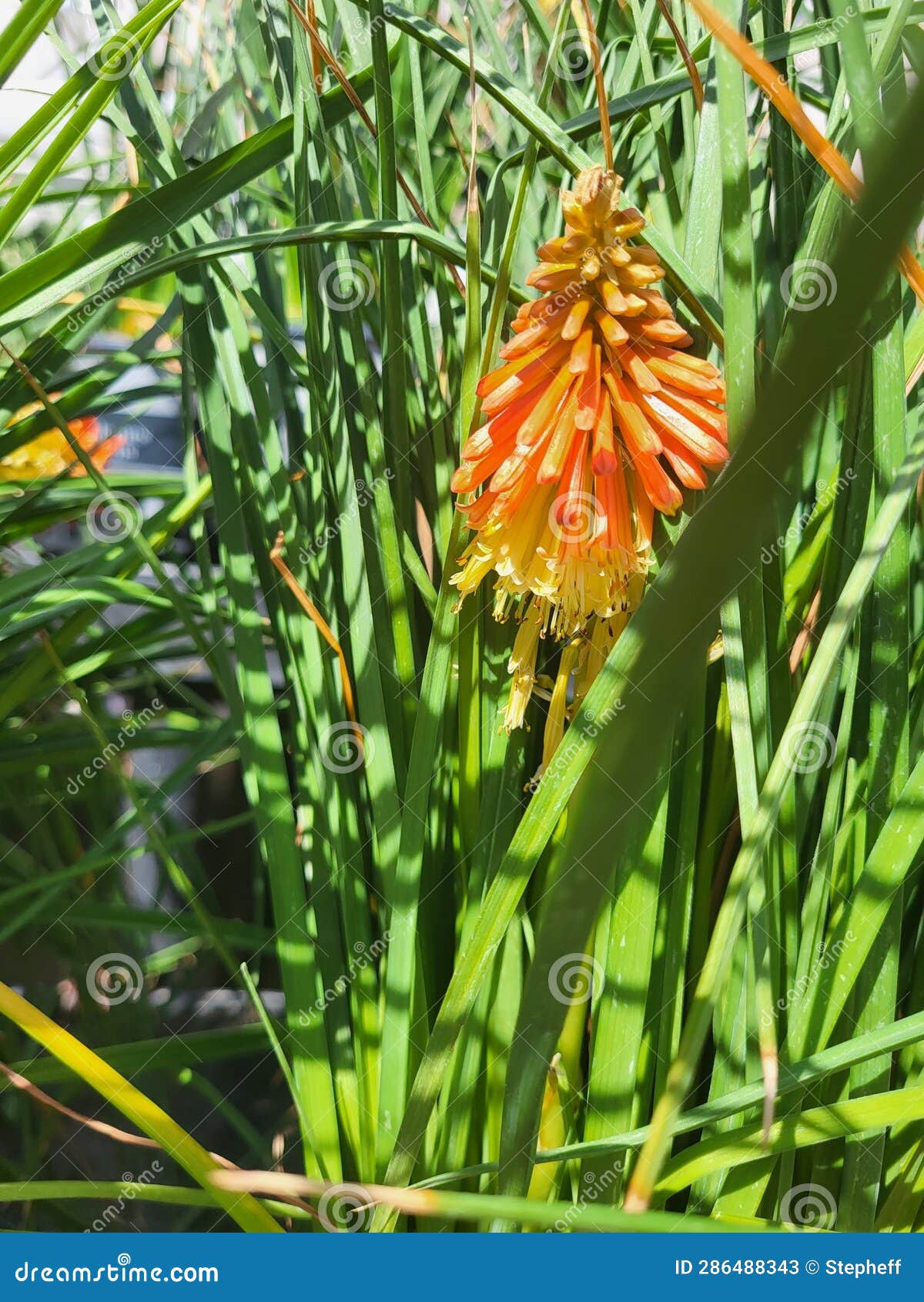 Orange Torch lily plant stock image. Image of orange - 286488343