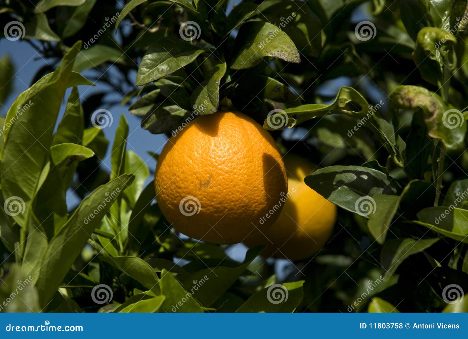Orange Tree stock photo. Image of color, colors, orange - 11803758