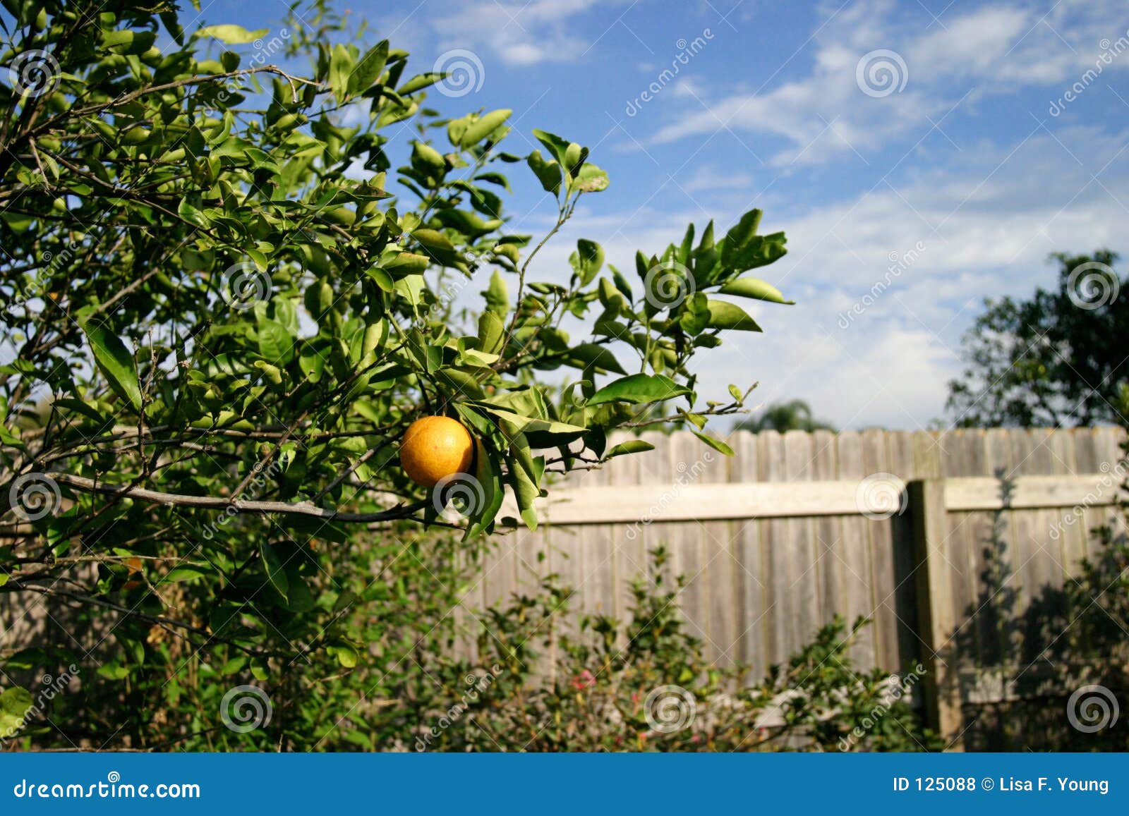 Orange Tree stock photo. Image of fence, skin, oranges - 125088