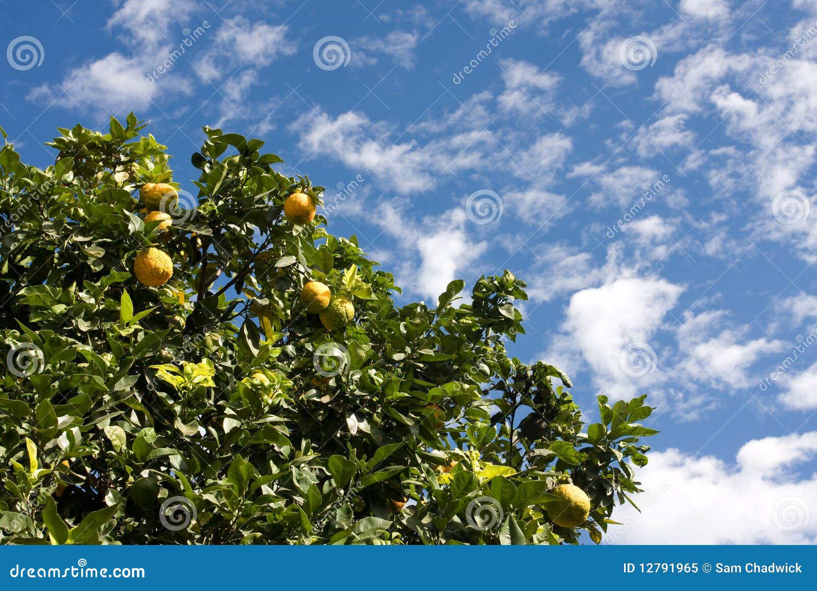 Orange Tree stock image. Image of leaf, green, summer - 12791965