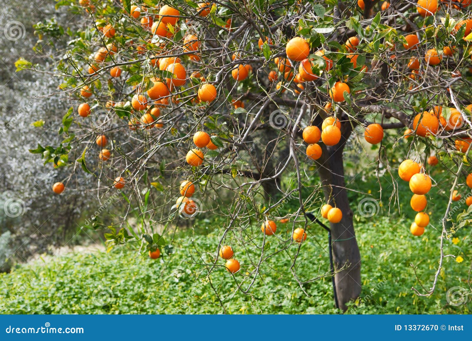 Orange tree stock photo. Image of health, blossom, natural - 13372670