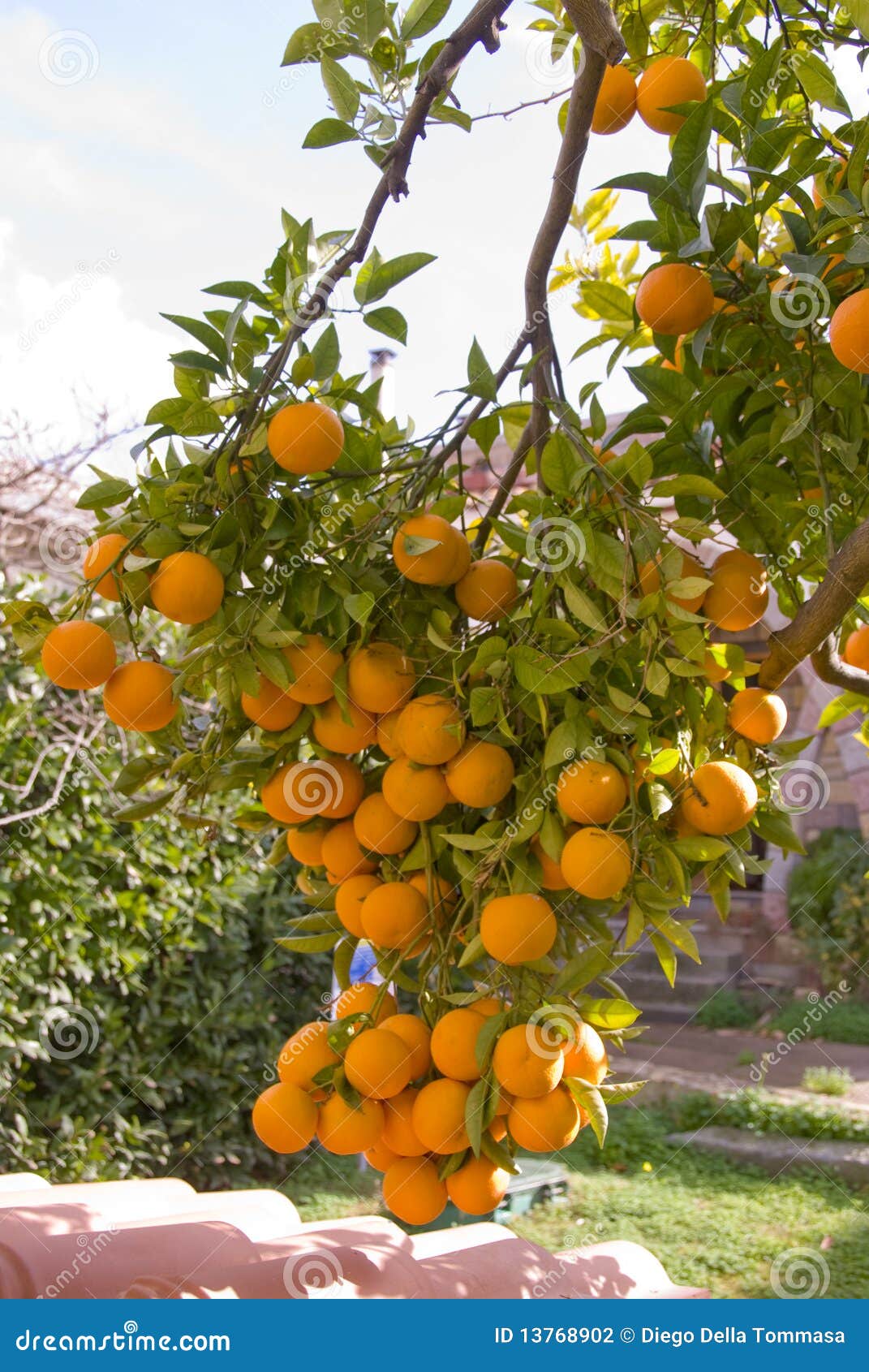 Orange tree stock photo. Image of waste, abundance, agriculture - 13768902