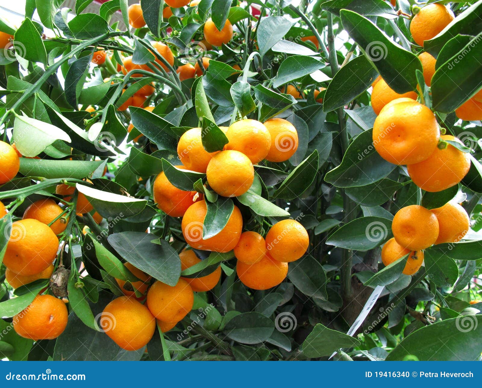 Orange Tree Stock Photo - Image: 19416340