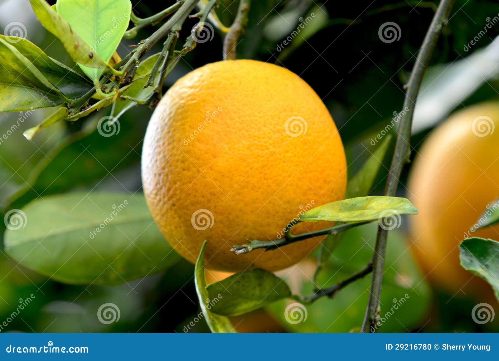 Orange on Tree 2 stock photo. Image of closeup, branch - 29216780