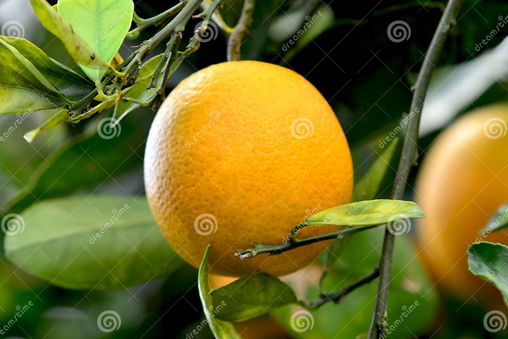 Orange on Tree 2 stock photo. Image of closeup, branch - 29216780