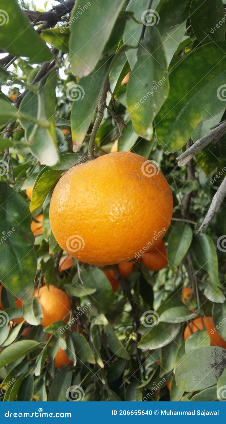 Orange on tree stock photo. Image of evergreen, tree - 206655640
