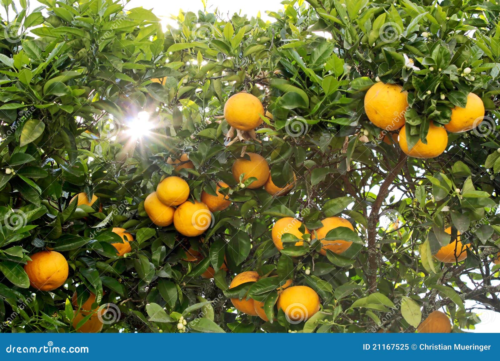 Orange Tree stock image. Image of orchard, tree, cultivation - 21167525