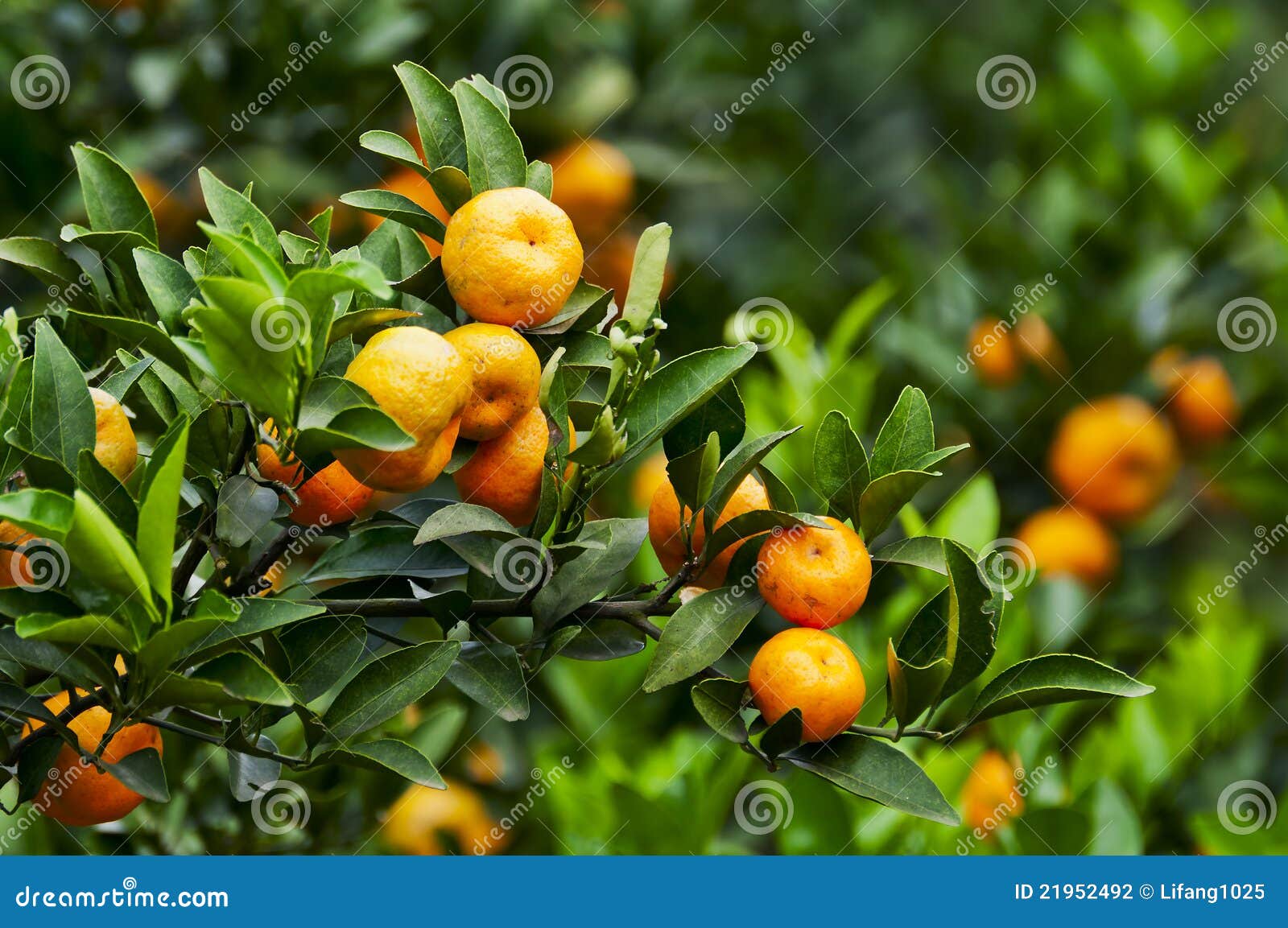 Orange tree stock photo. Image of china, healthcare, harvesting - 21952492