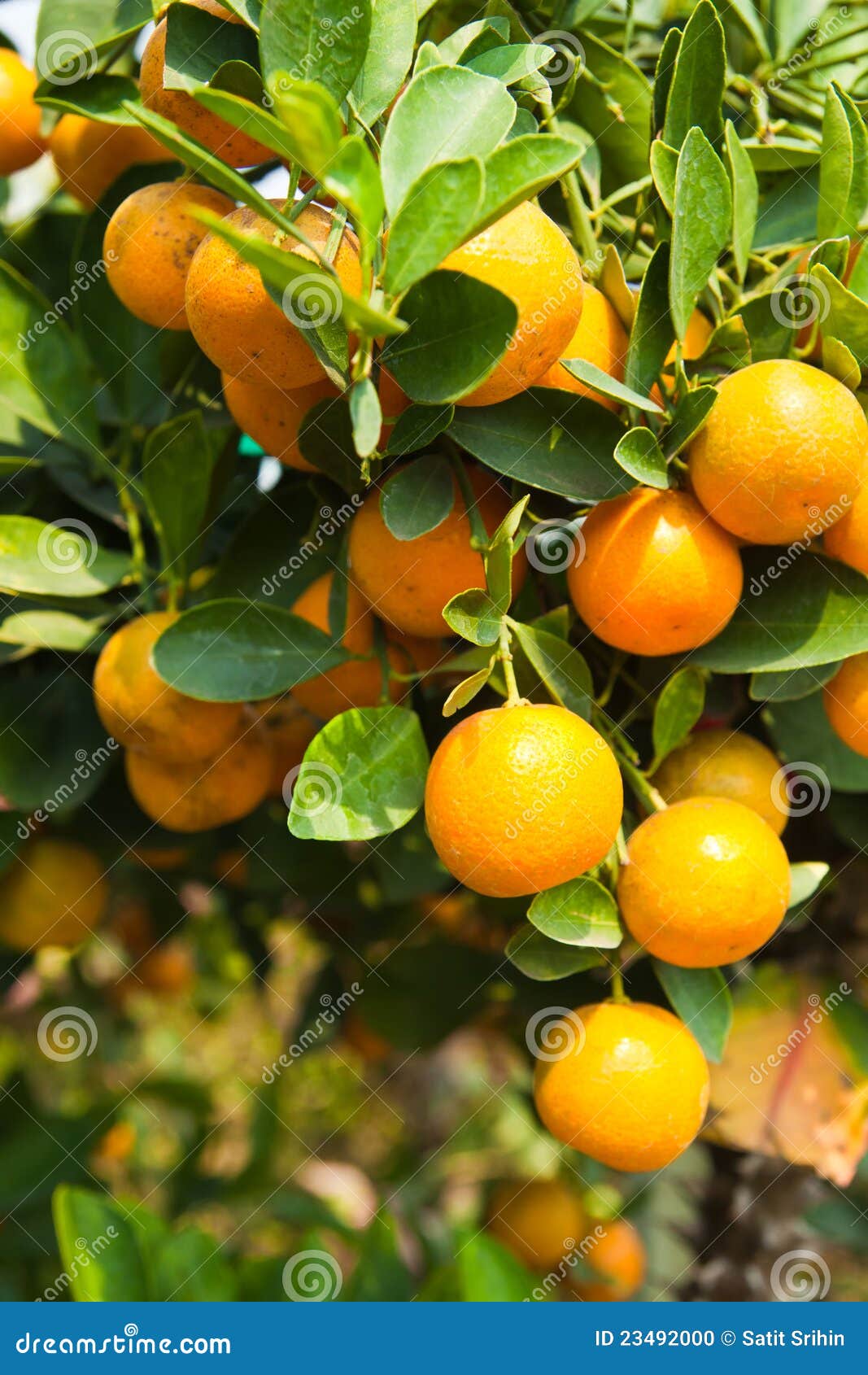 Orange on tree stock photo. Image of isolated, agriculture - 23492000