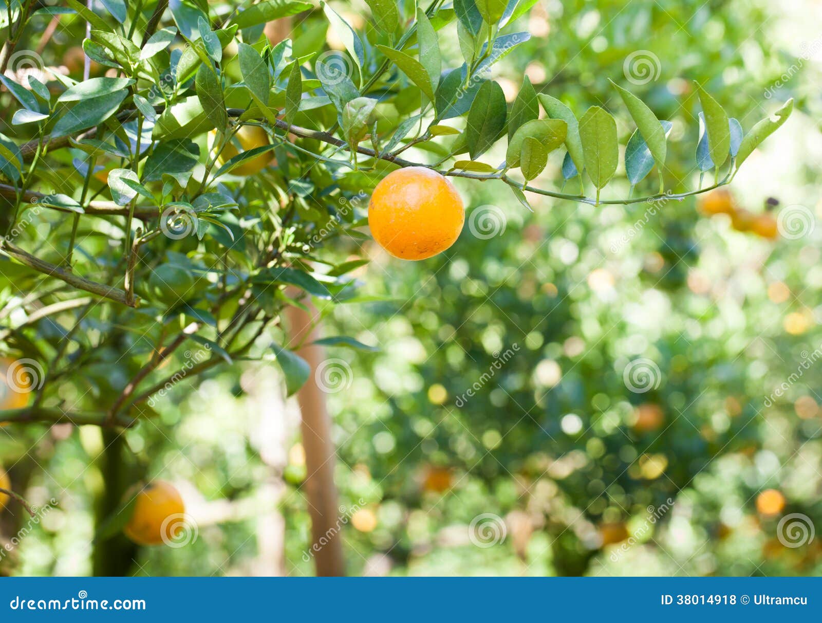 Orange on tree stock photo. Image of grow, juicy, mediterranean - 38014918