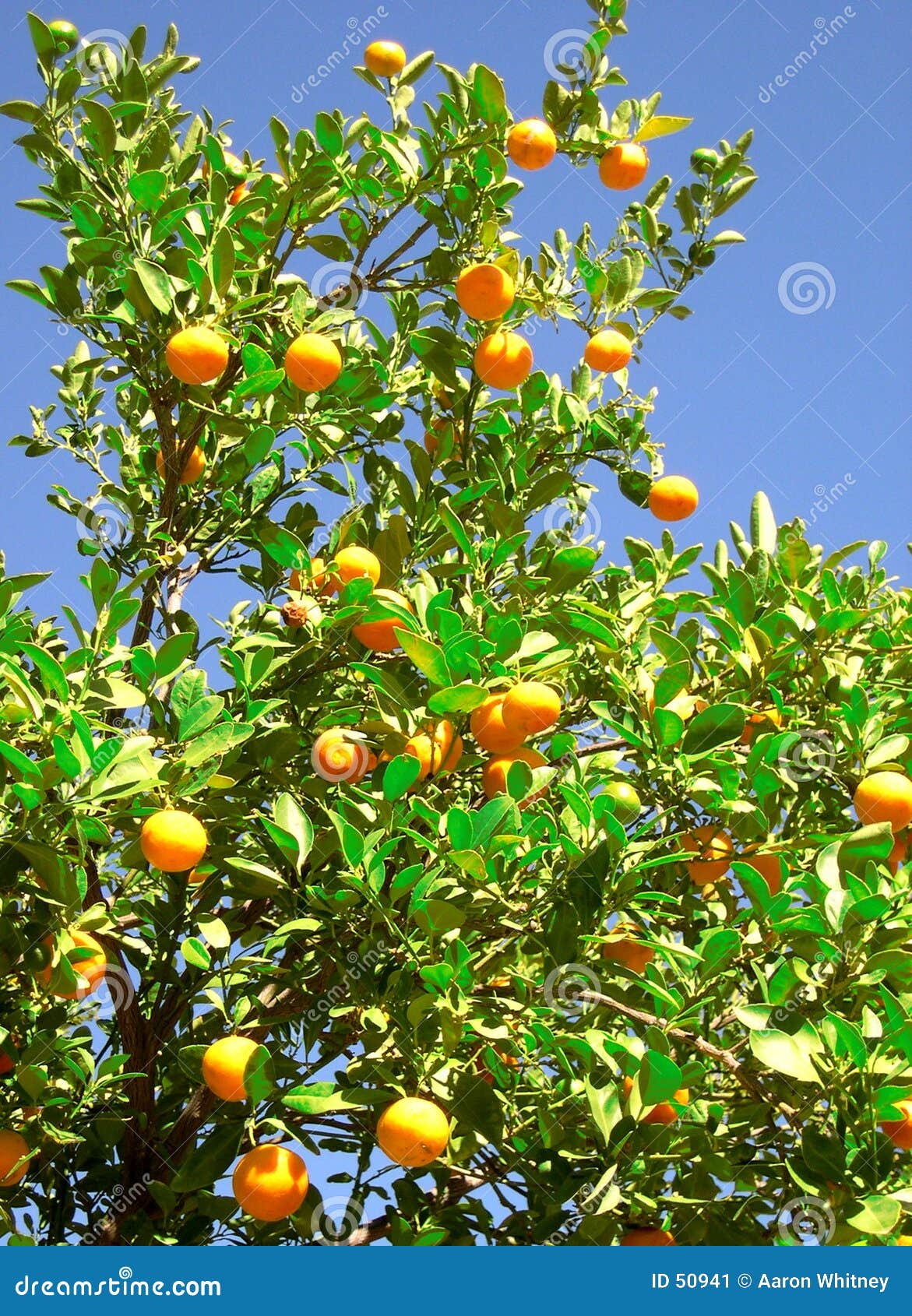 Orange tree stock image. Image of juice, fruit, cold, florida - 50941