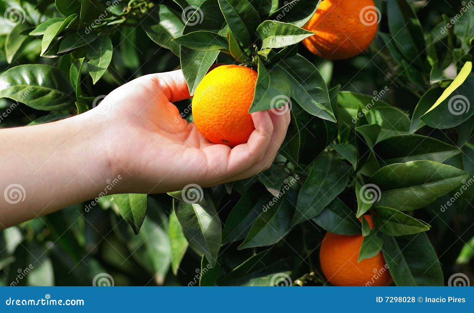 Orange on tree. stock photo. Image of healthy, fresh, drink - 7298028