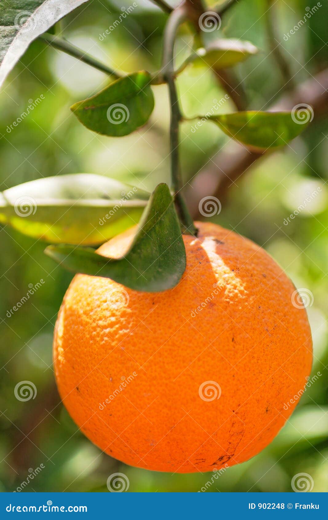 Orange tree stock photo. Image of farm, tropical, fresh - 902248