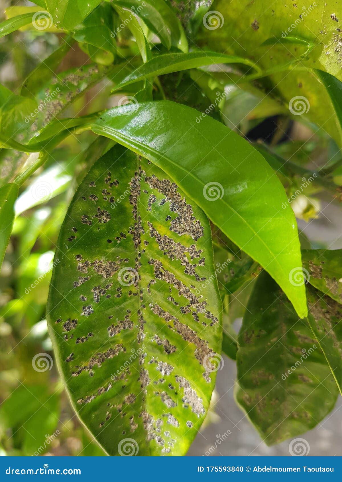 Common Orange Tree Diseases