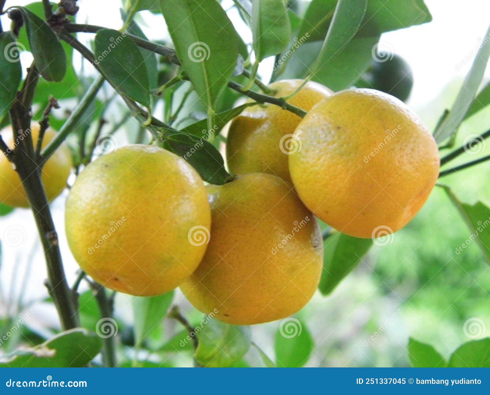 Orange tree bearing fruit stock image. Image of flower - 251337045