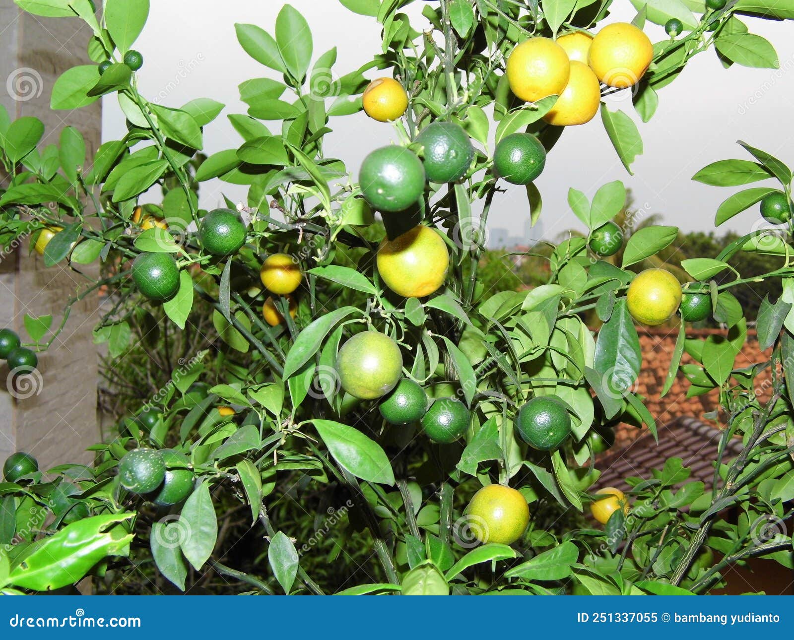 Orange tree bearing fruit stock image. Image of bearing - 251337055