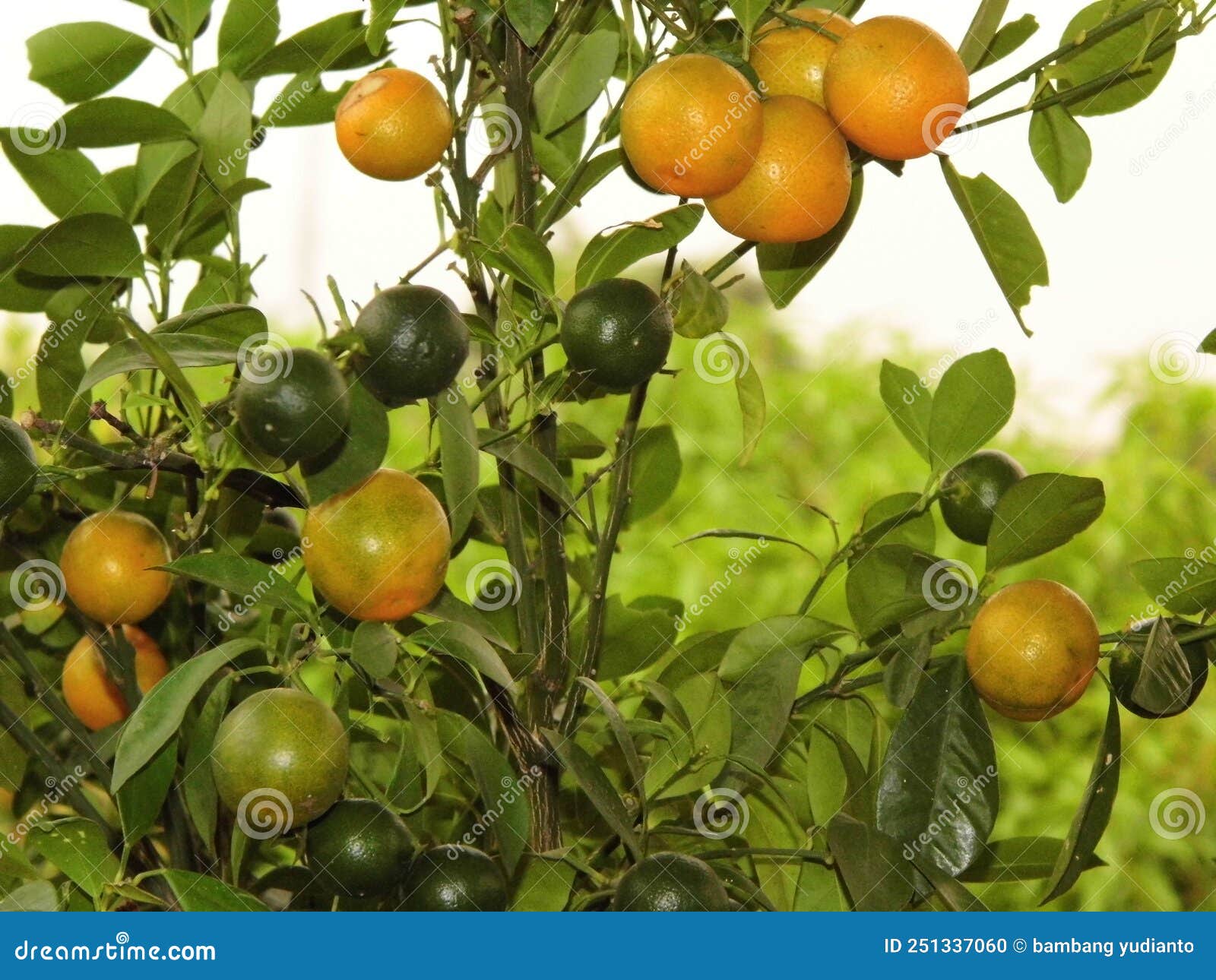 Orange tree bearing fruit stock photo. Image of tree - 251337060