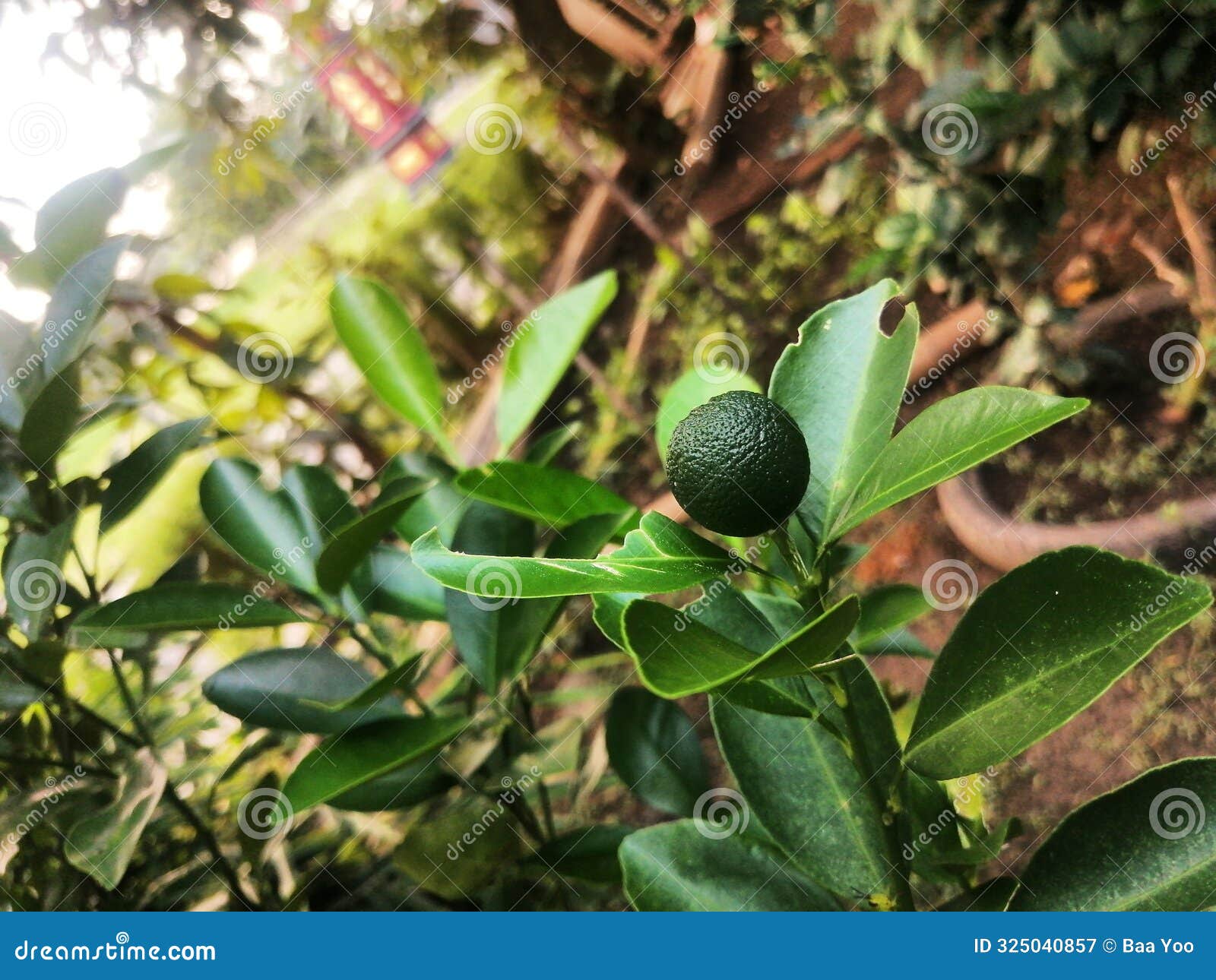 An Orange Tree that is Bearing Fruit so Fresh Stock Image - Image of ...