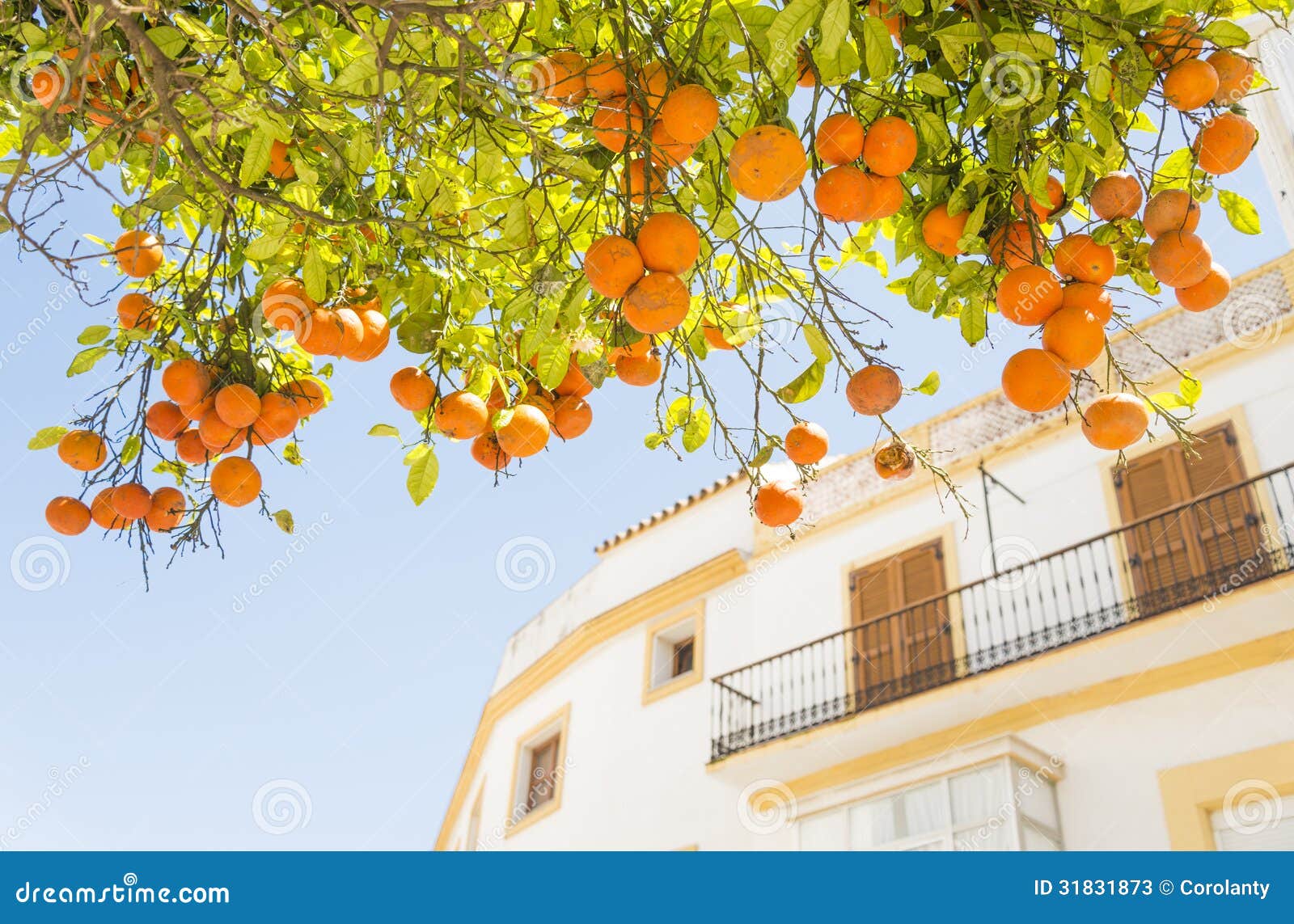 Orange tree stock image. Image of spain, color, leaves - 31831873