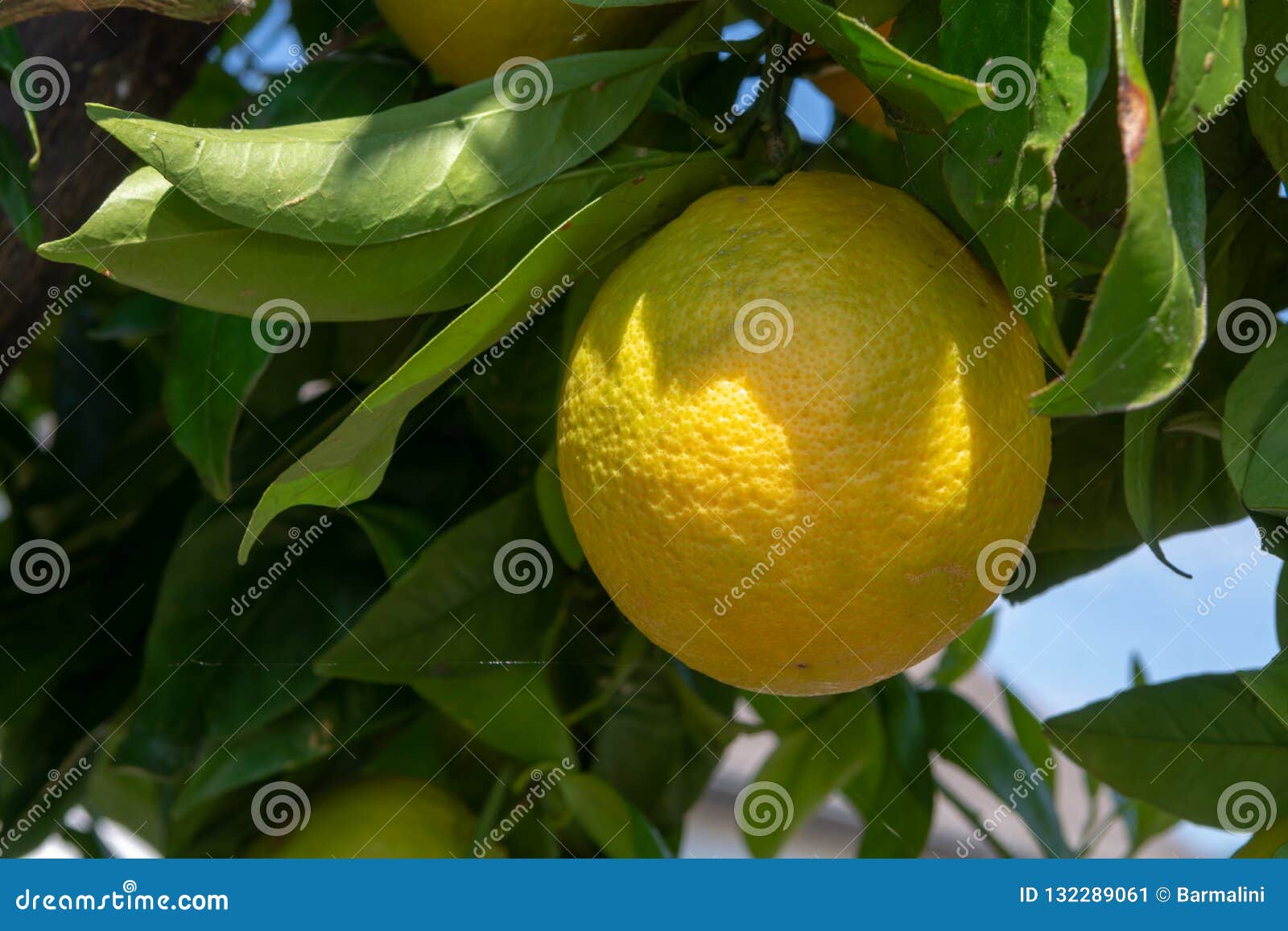 Orange Tree with Big Ripe Orange Citrus Fruit Stock Image - Image of ...