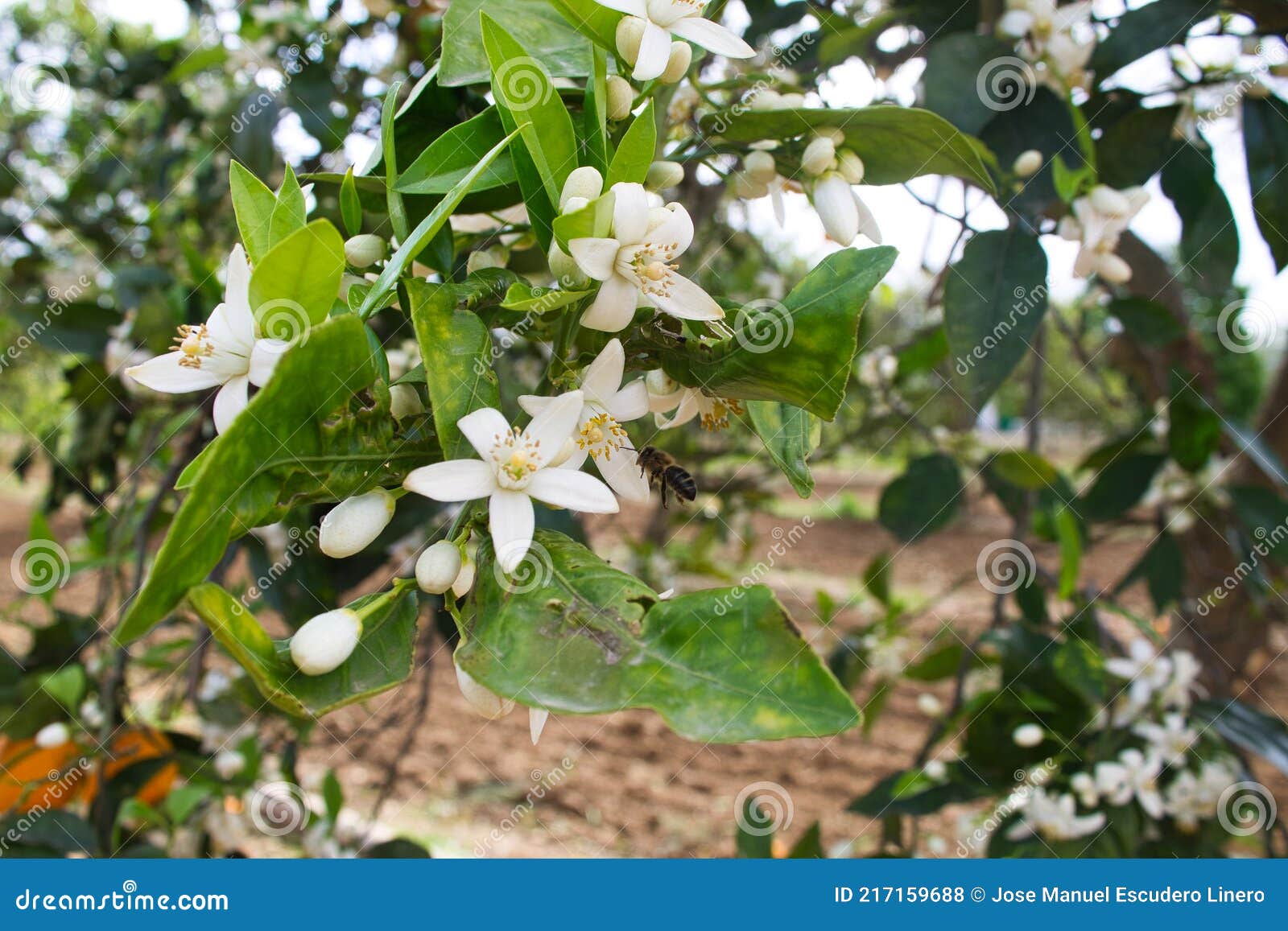 Orange Tree in Bloom in Spring. the Flower of the Orange Tree is Called ...