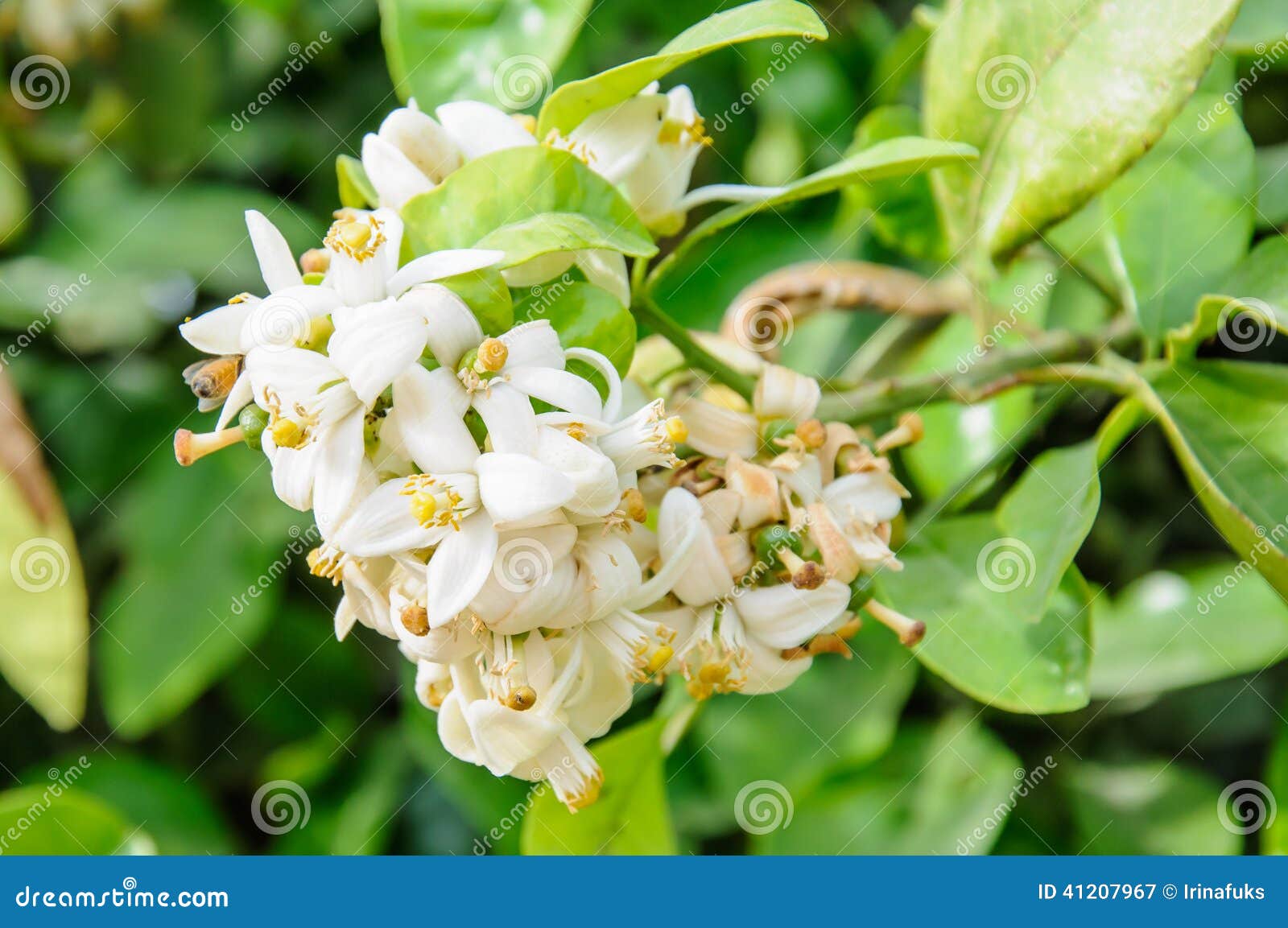 Orange tree blossom stock image. Image of food, growth - 41207967