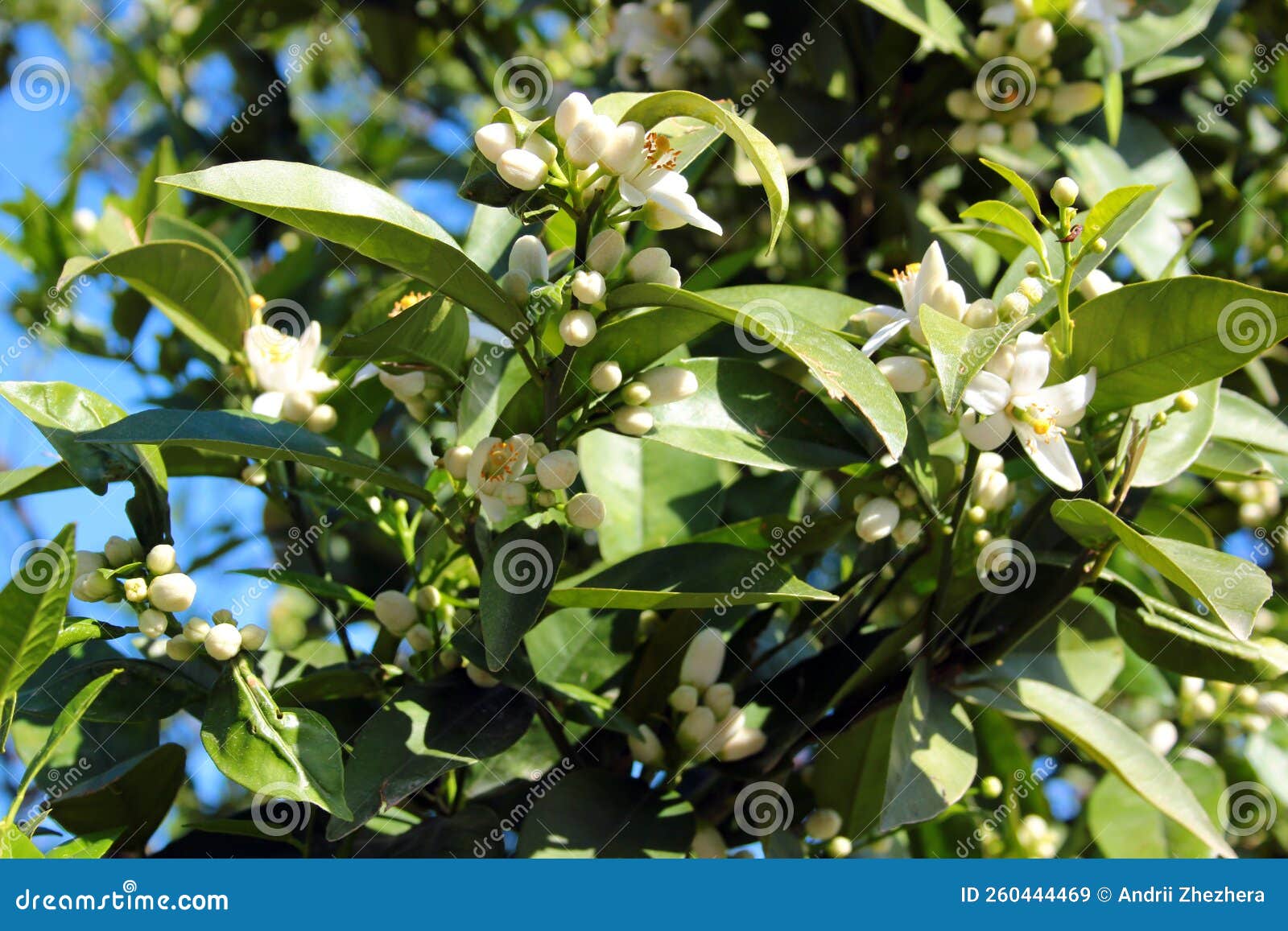 Orange Tree in Blossom at Springtime Stock Image - Image of garden ...