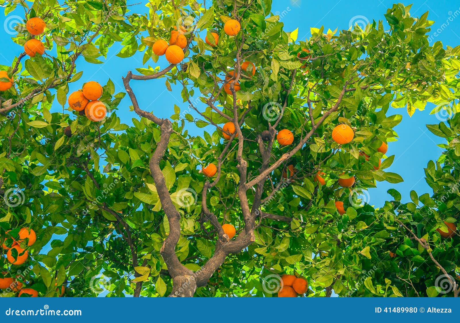 Orange Tree stock photo. Image of tengerine, field, loaded - 41489980