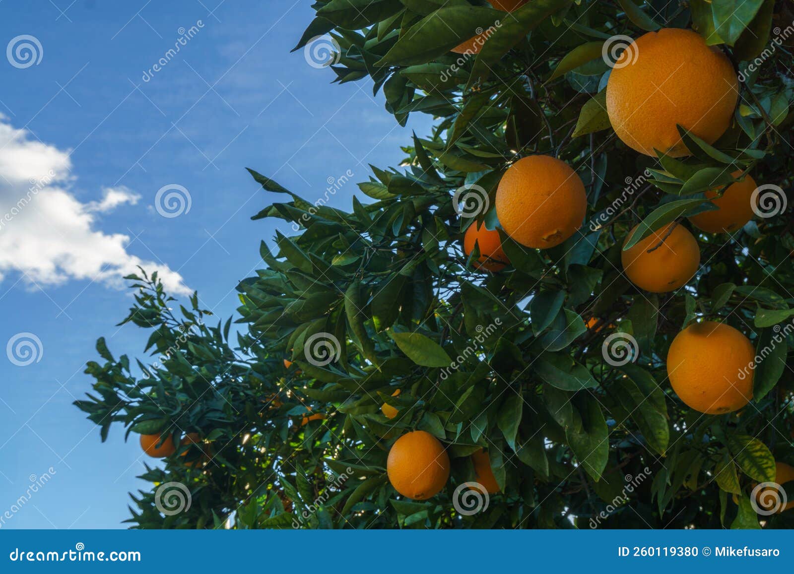 Orange tree blue sky stock photo. Image of freshness - 260119380