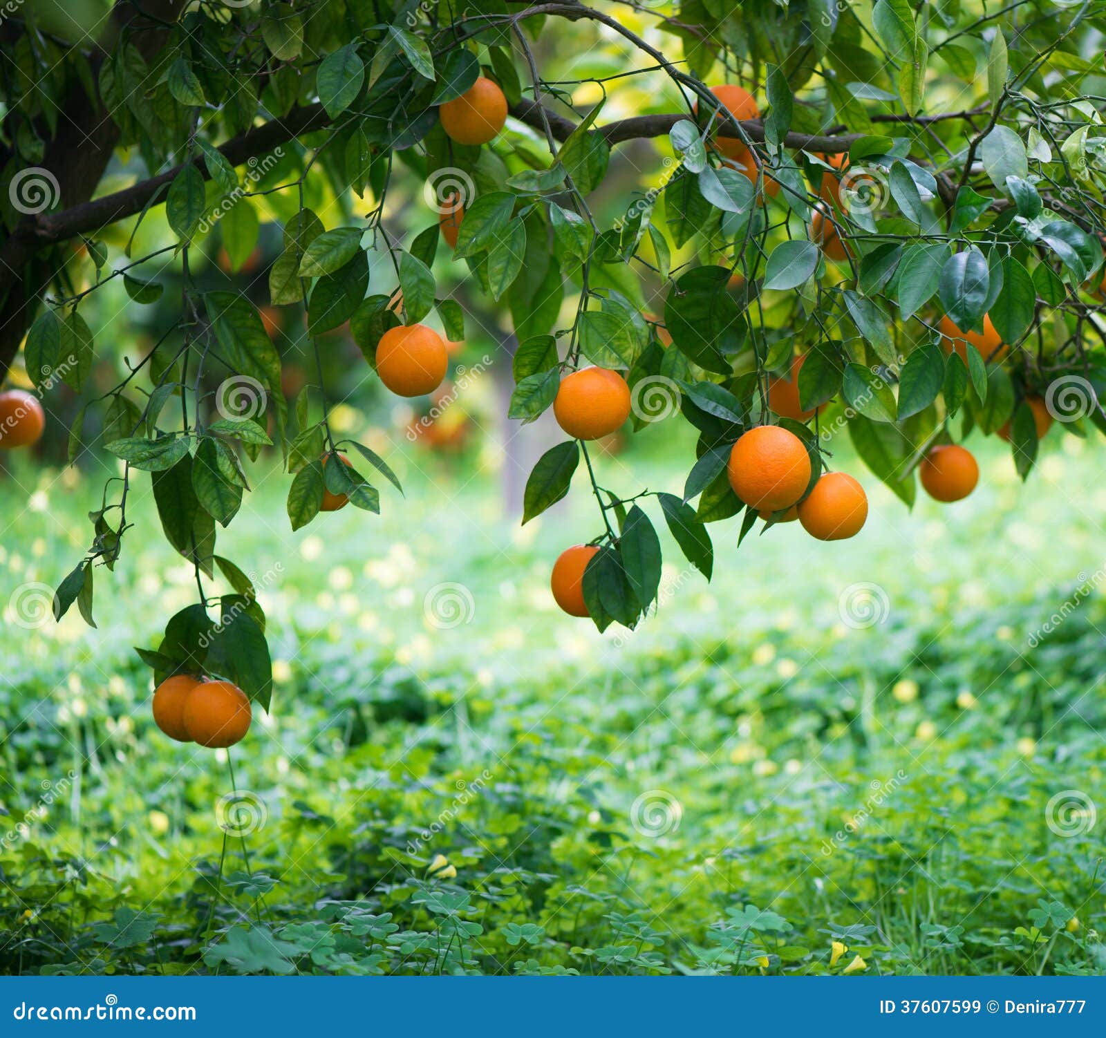 Orange on a tree branch stock image. Image of outdoor - 37607599