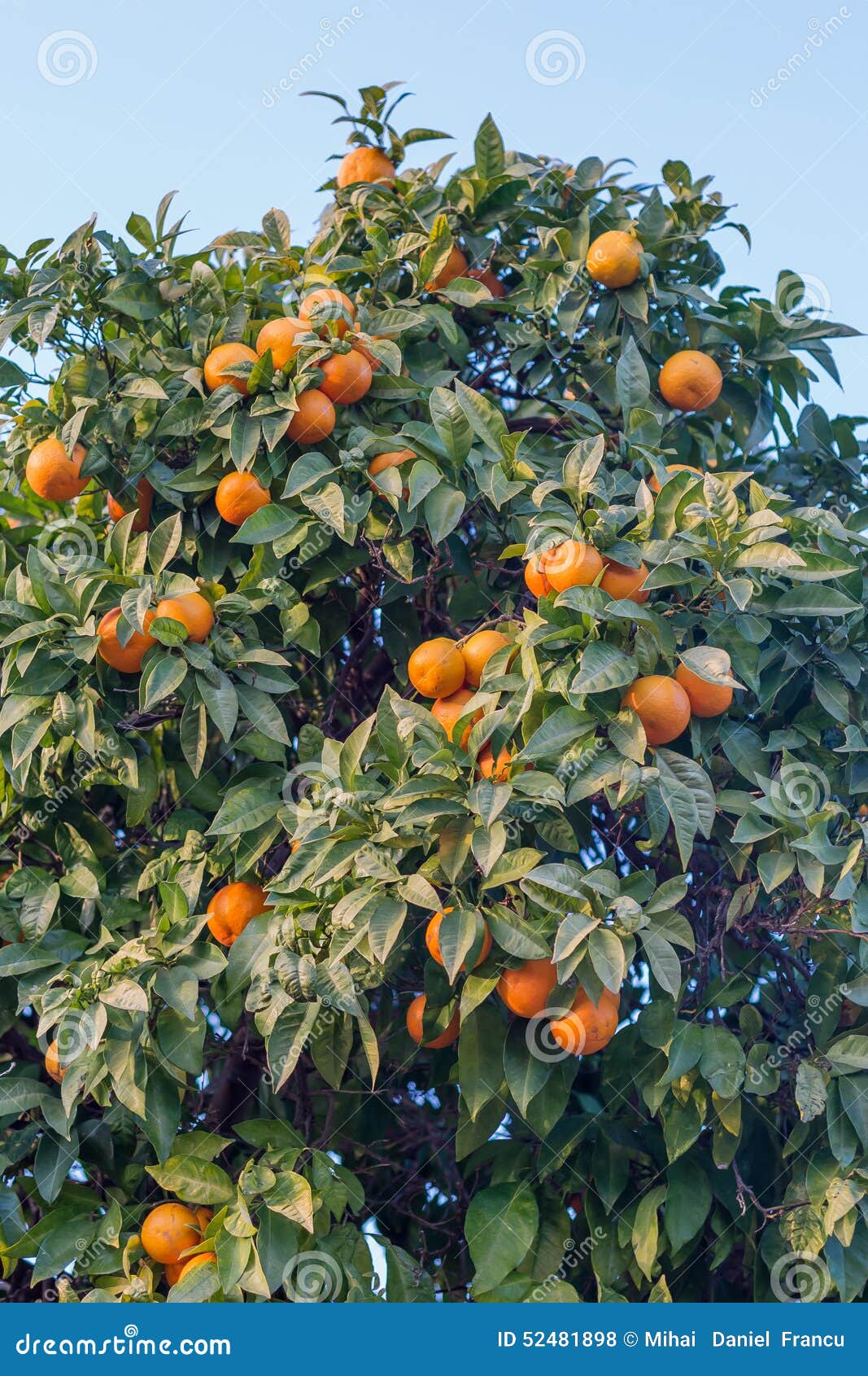 Orange Tree stock photo. Image of summer, agriculture - 52481898