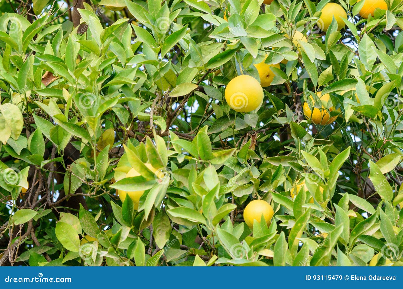 Orange tree branch stock image. Image of tropical, leaf - 93115479