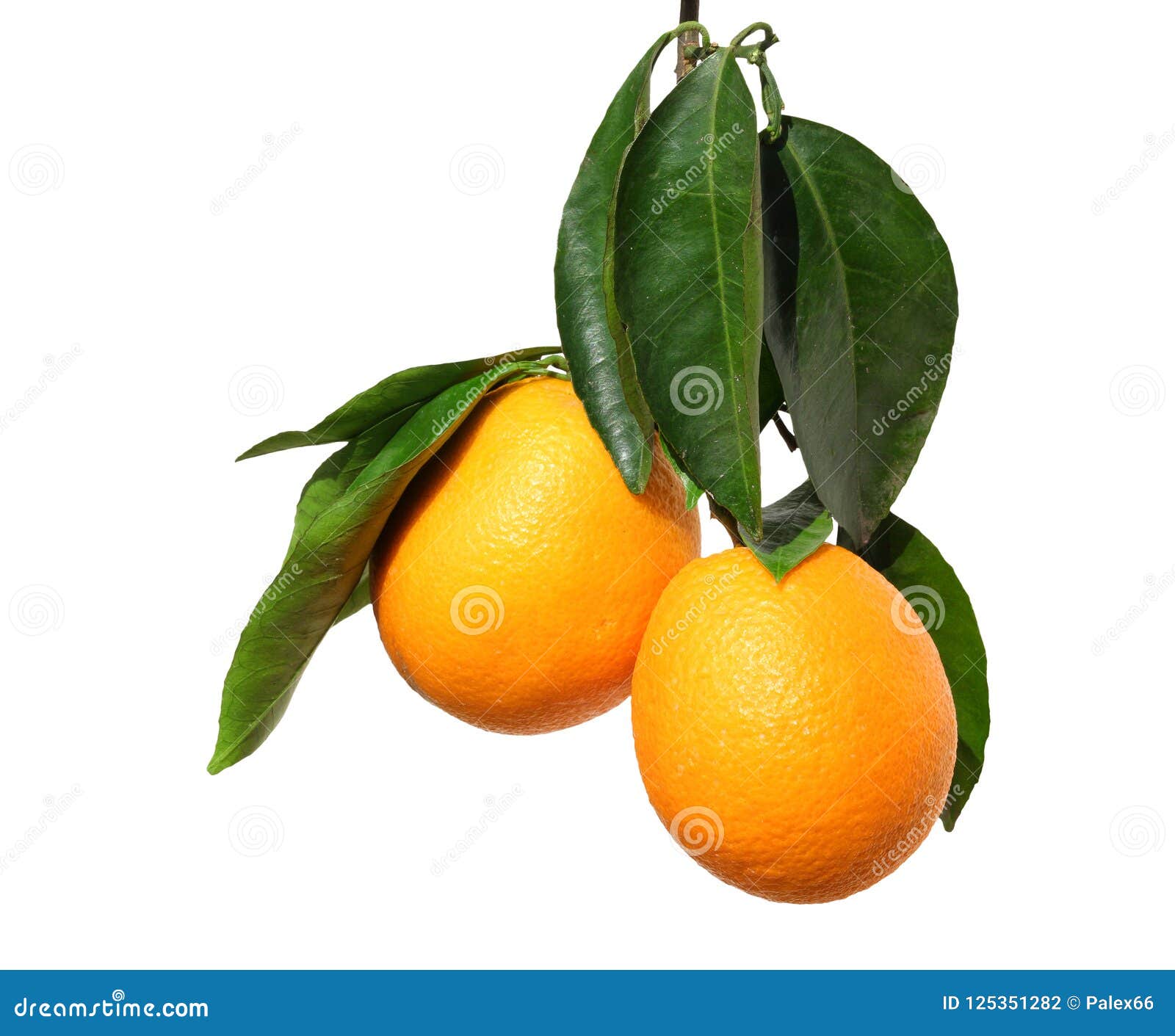Orange on a tree branch stock photo. Image of mandarin - 125351282