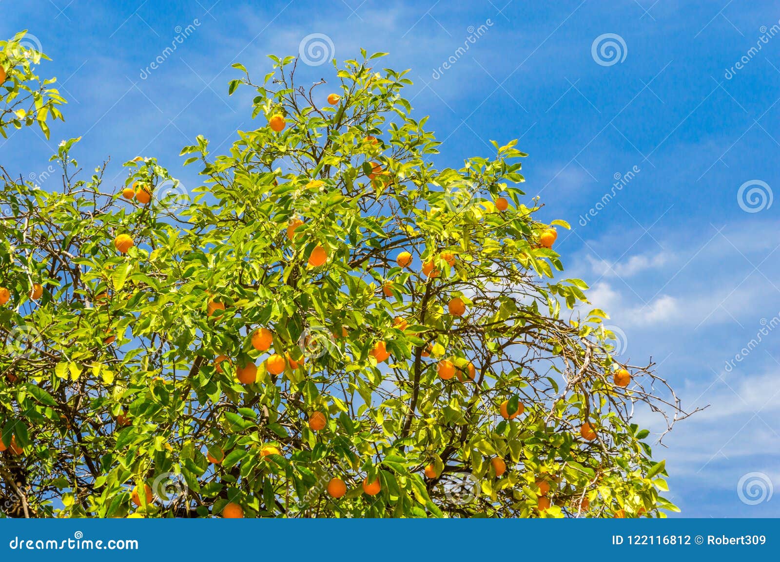 Orange Tree with Branches Full of Many Ripe Fruits Stock Photo - Image ...