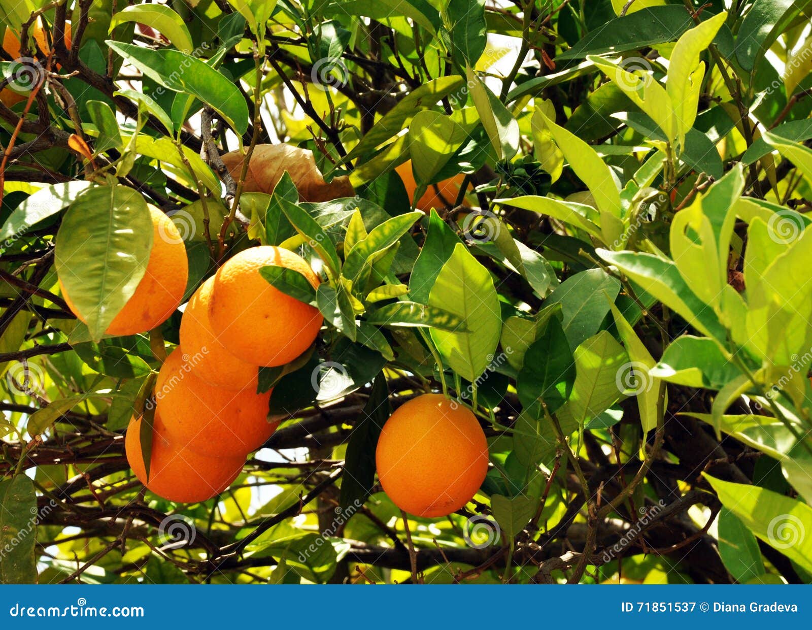 Orange Tree stock image. Image of bunch, tree, natural - 71851537