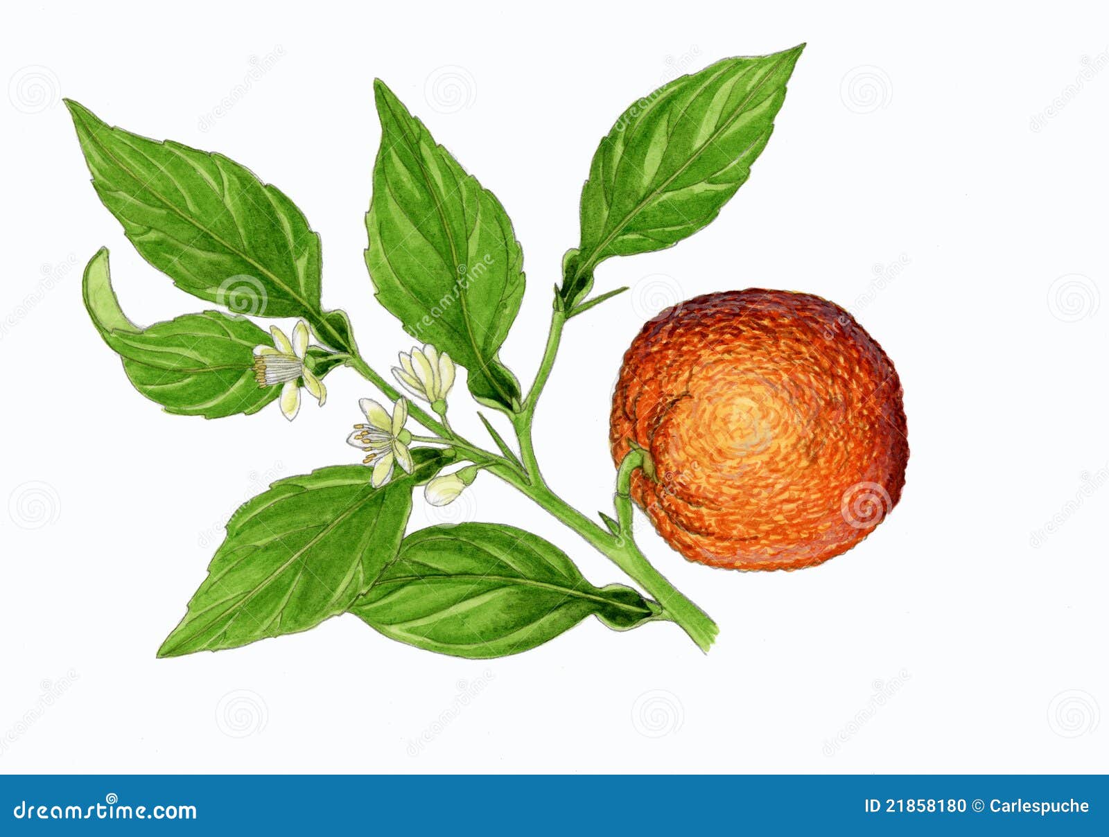 Orange Tree Vector Illustration In Flat Design Isolated On White ...