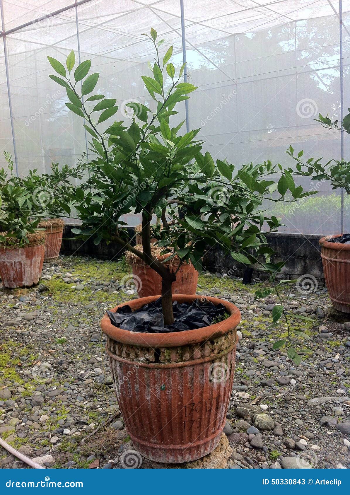 Orange tree stock image. Image of citrus, satsuma, poly - 50330843