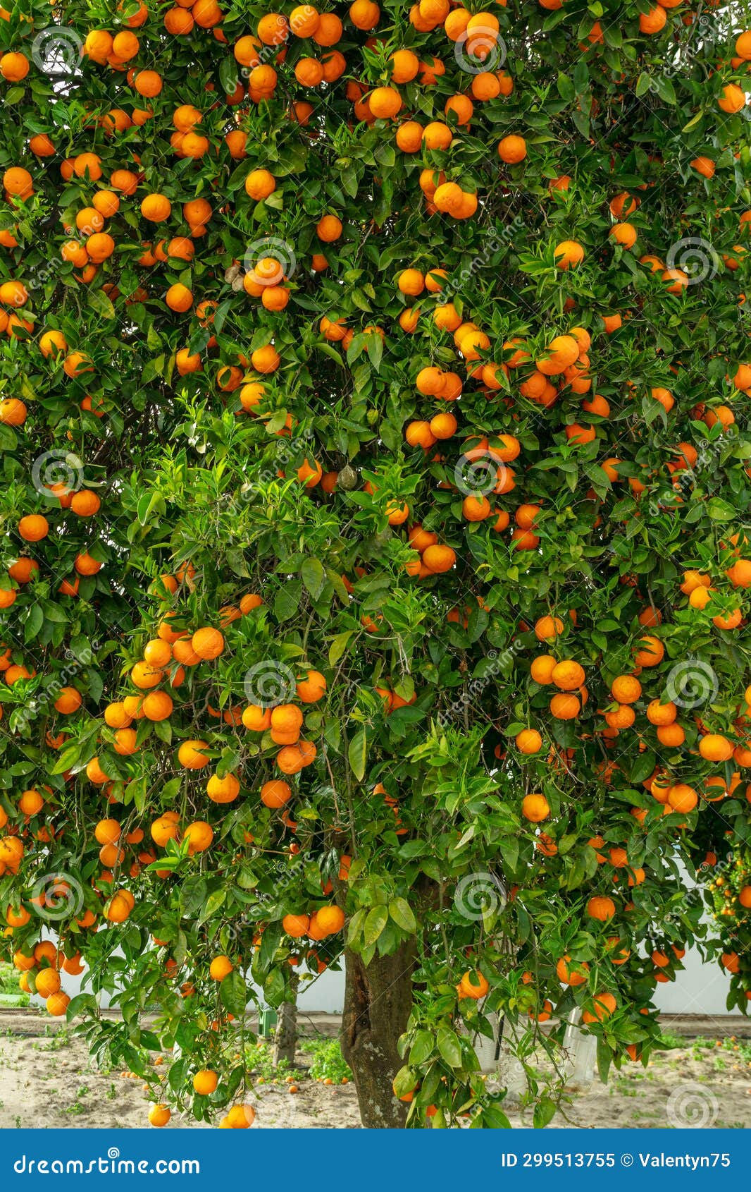 Orange Tree or Citrus Sinensis almost Covered with Oranges. Great ...