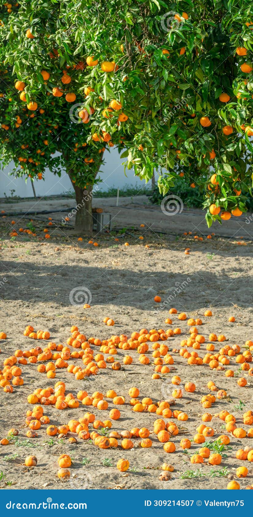 Orange Tree or Citrus Sinensis almost Covered with Oranges. Great ...