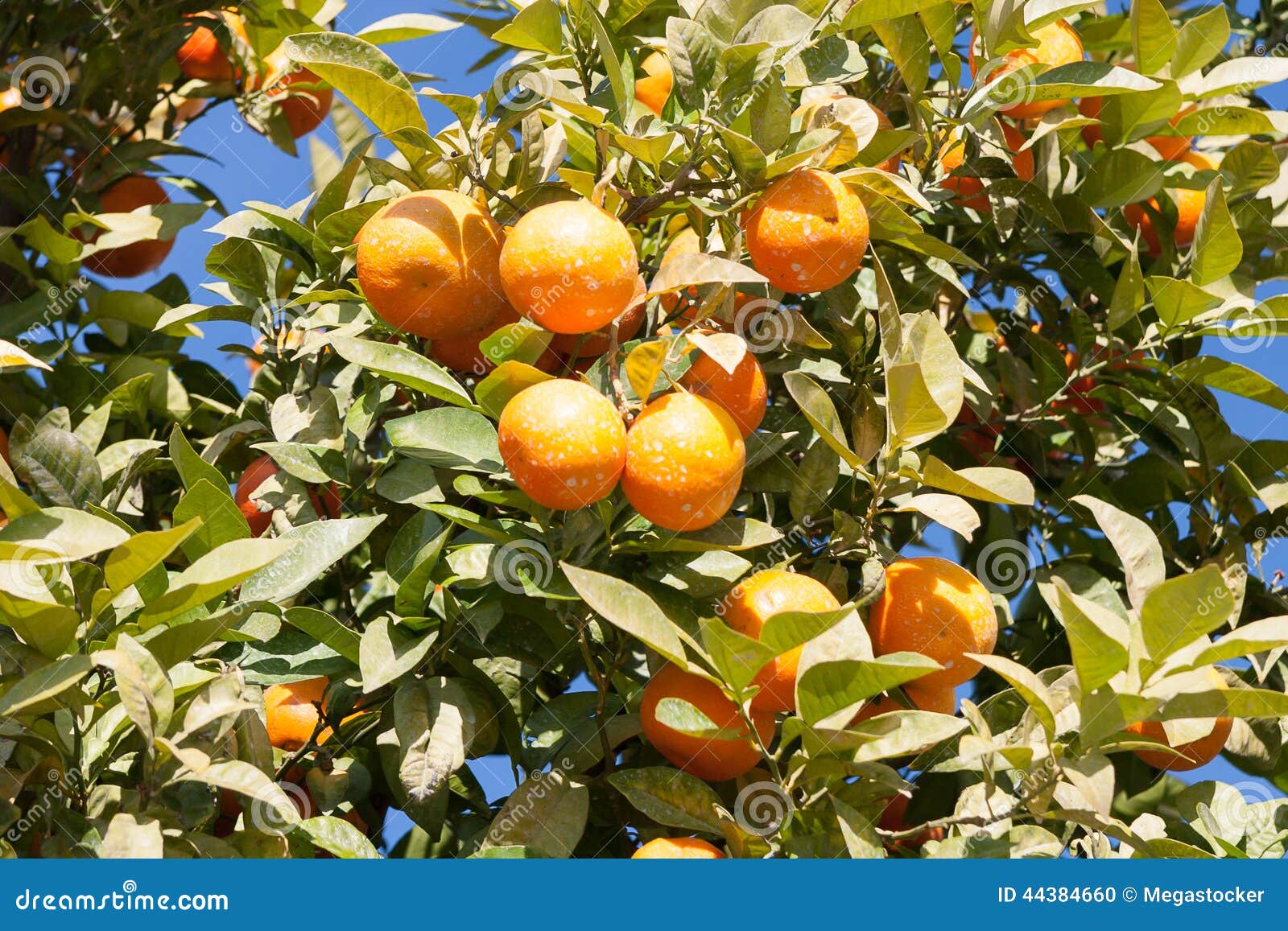 Orange Tree - Citrus Sinensis Stock Photo - Image of agriculture ...