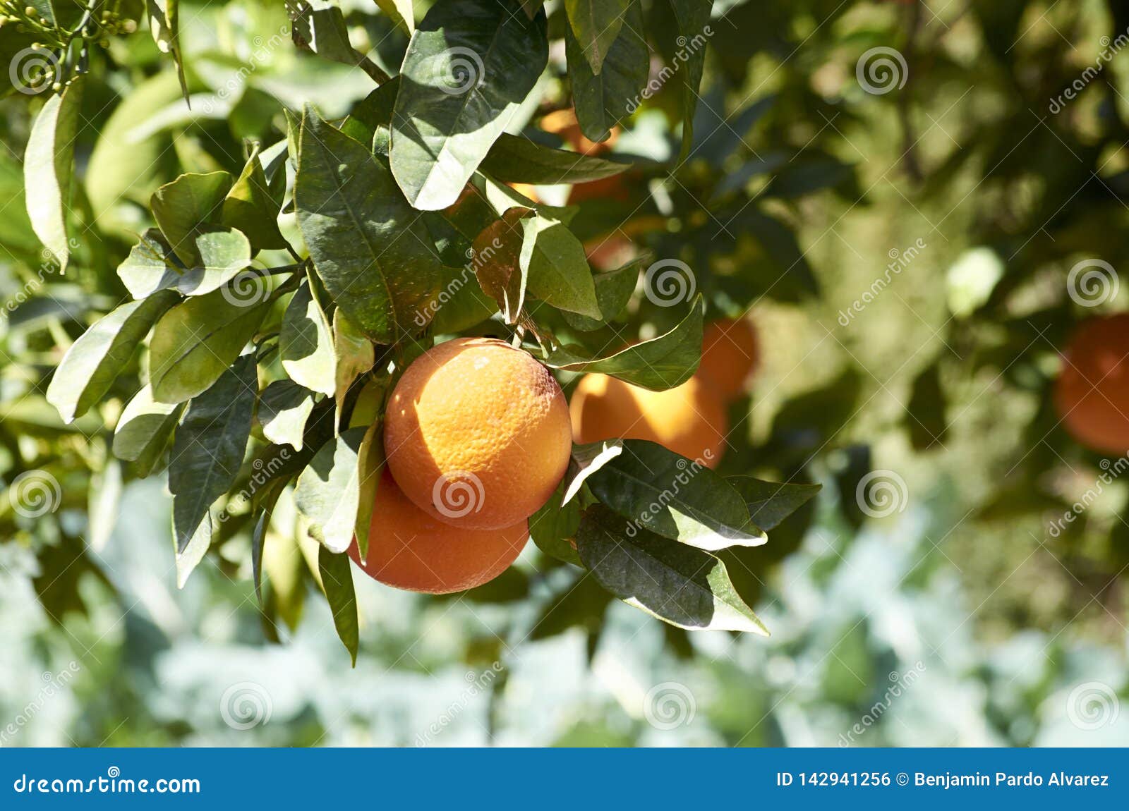Orange Tree in the Fields of Valencia Stock Photo - Image of blossom ...