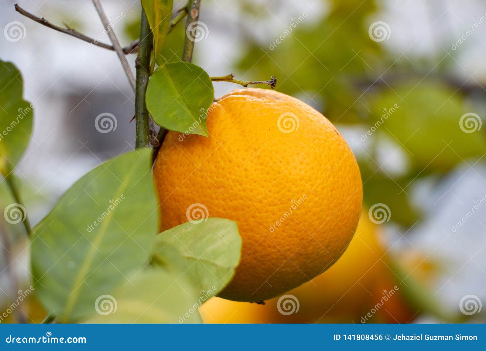 Orange on tree stock photo. Image of healthy, agriculture - 141808456