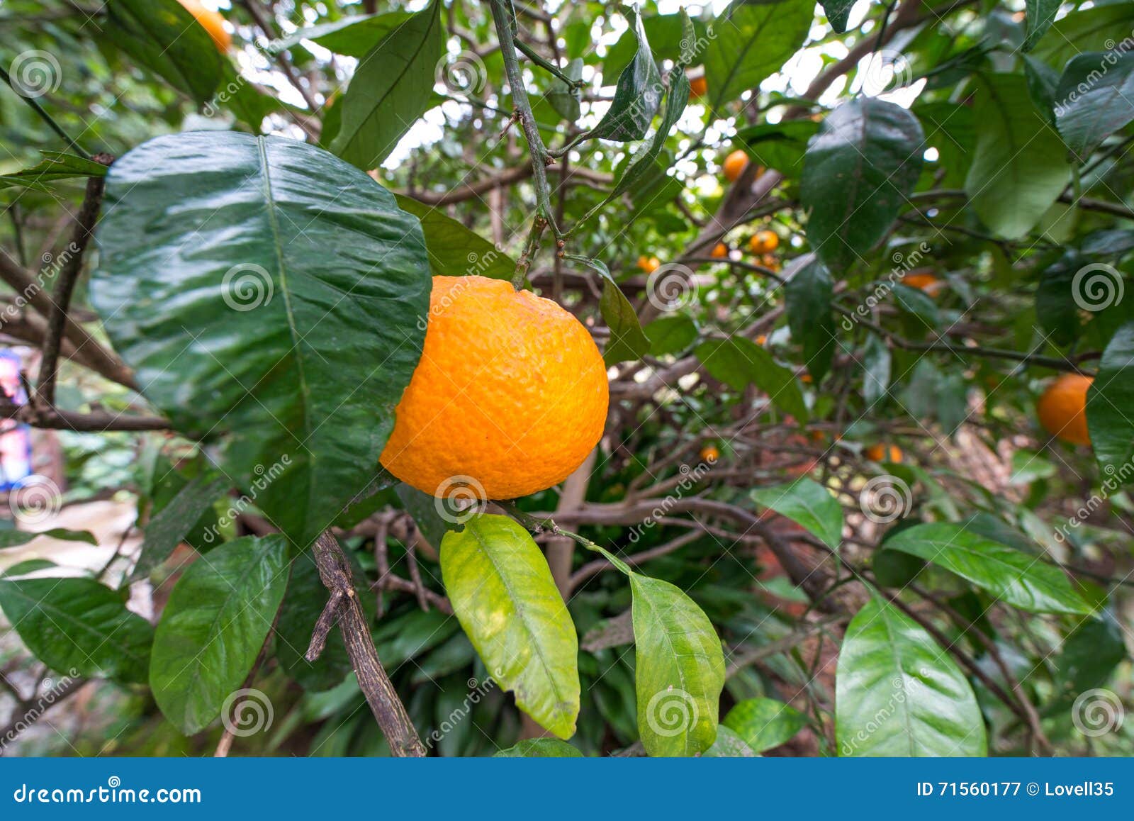 Orange on tree stock image. Image of fruit, plant, garden - 71560177