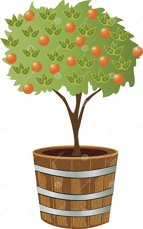 Orange tree in container stock vector. Illustration of fruit - 81452984