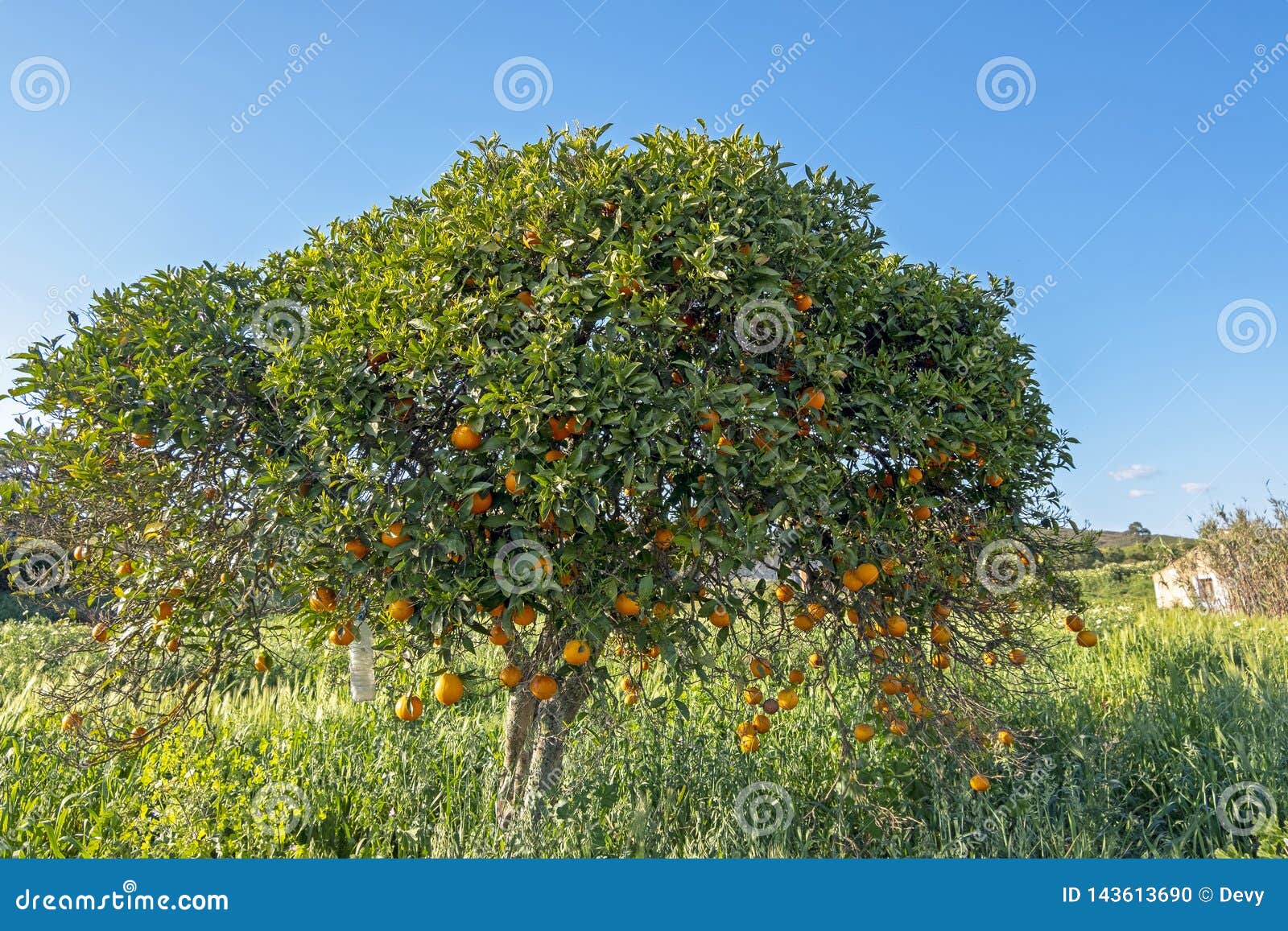 Orange Tree in the Countryside from Portugal Stock Photo - Image of ...