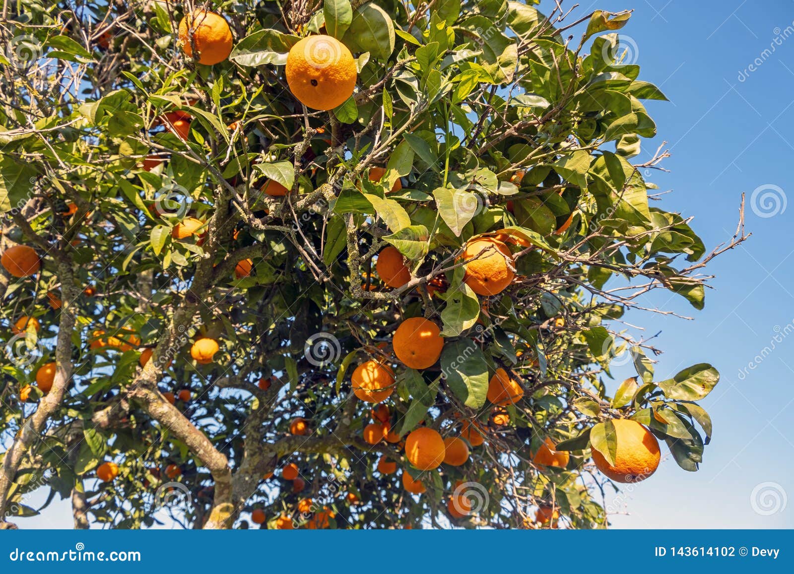 Orange Tree in the Countryside from Portugal Stock Photo - Image of ...