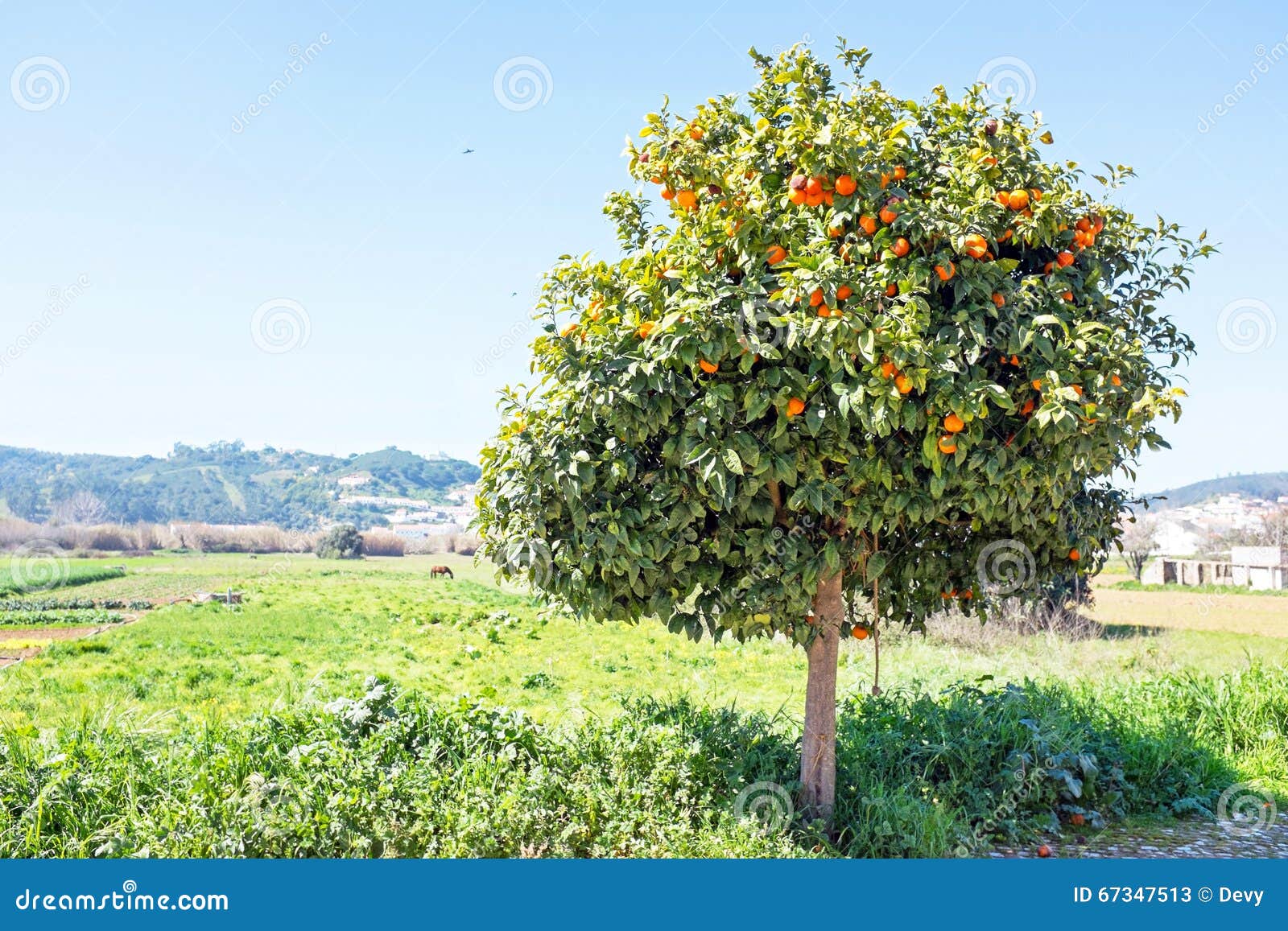 Orange Tree in the Countryside Portugal Stock Image - Image of field ...