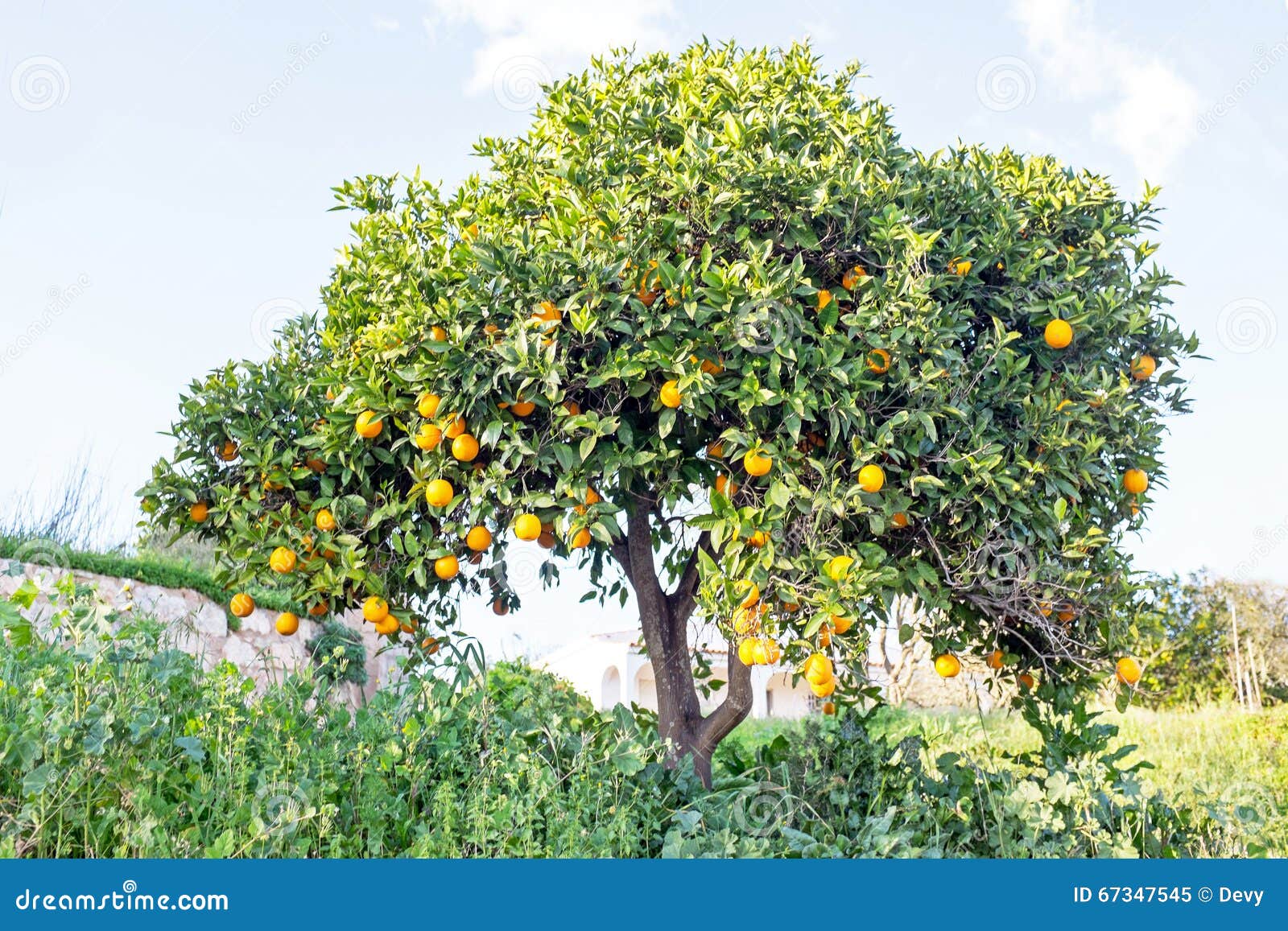 Orange Tree in the Countryside Portugal Stock Image - Image of tree ...